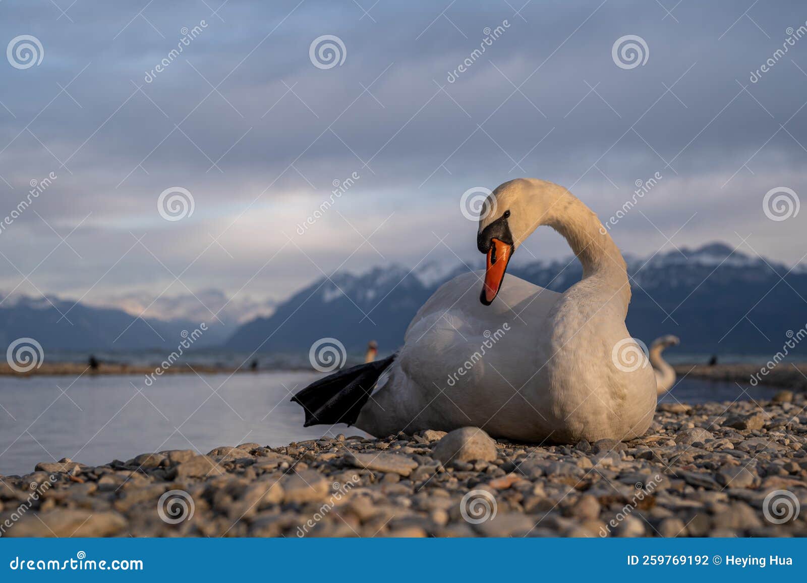 Swan Resting on Beach. One Mute Swan. Cygnus Olor Stock Photo - Image ...