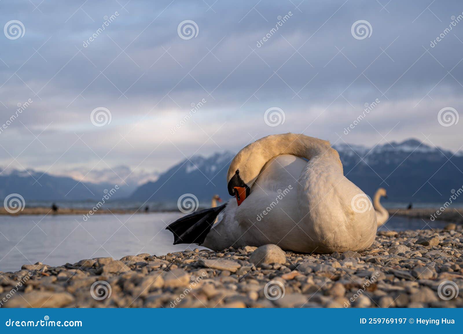 Swan Resting on Beach. One Mute Swan. Cygnus Olor Stock Image - Image ...