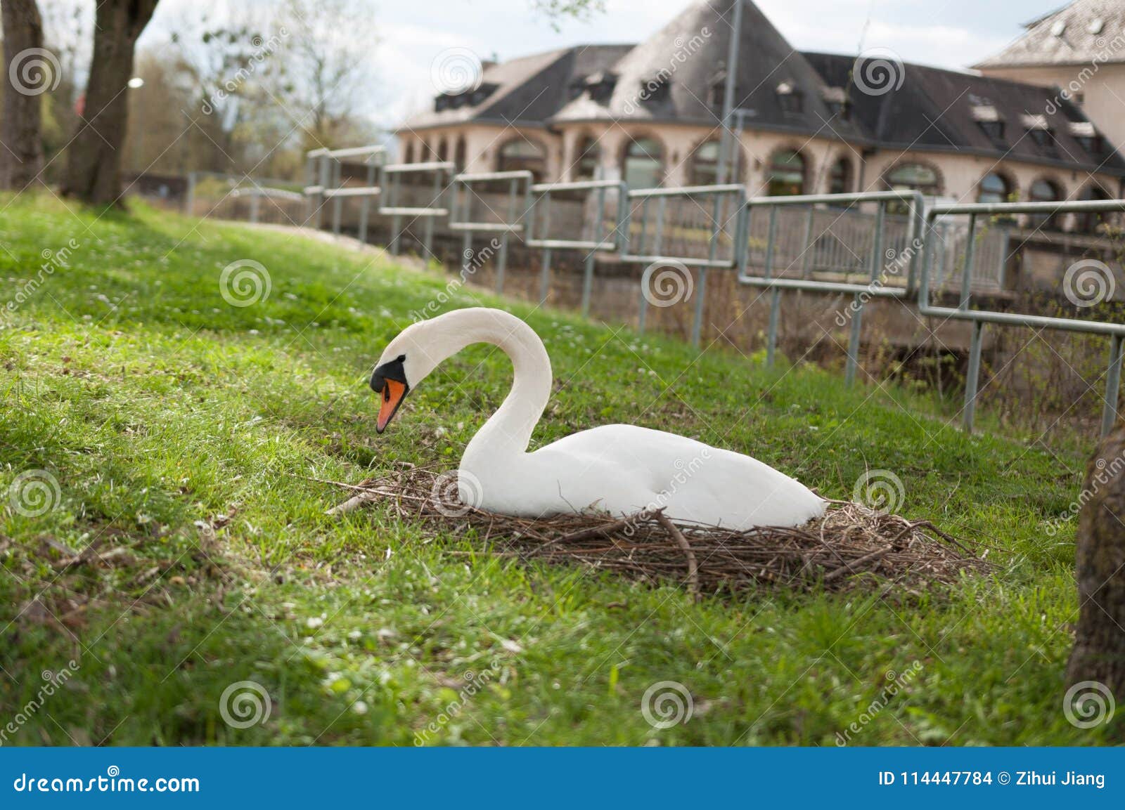 Swan resting in field stock photo. Image of pile, rest - 114447784