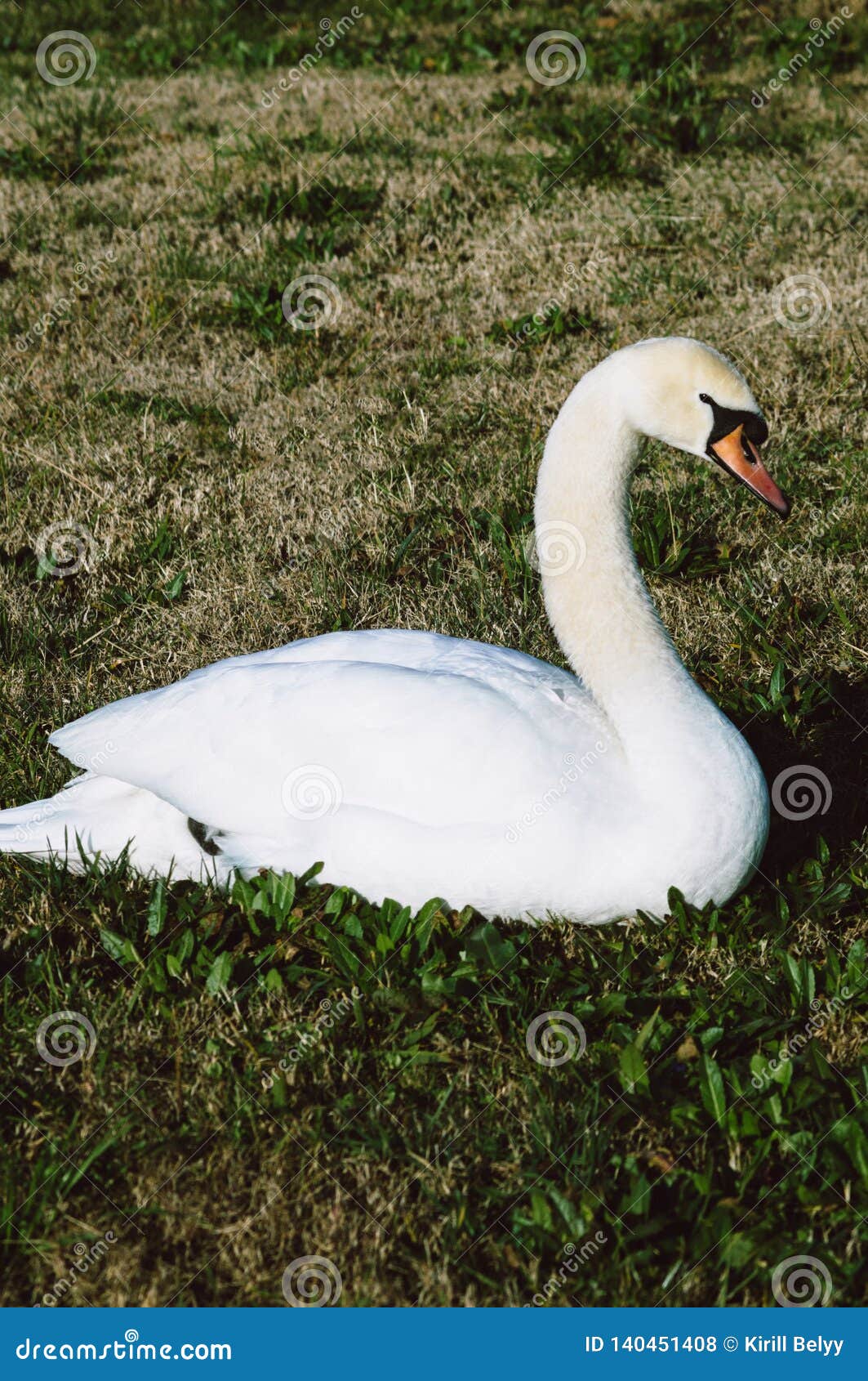 Swan is Resting on the Grass Stock Photo - Image of grass, nature ...