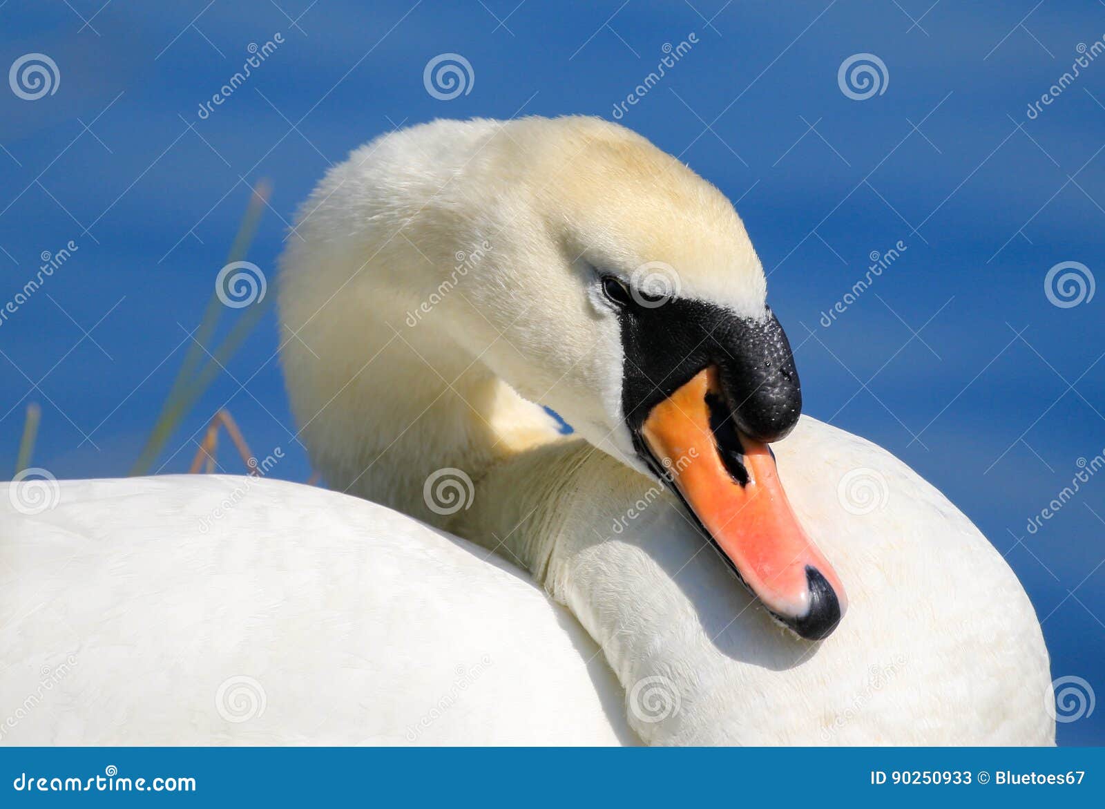 Swan resting head on neck stock image. Image of contre - 90250933
