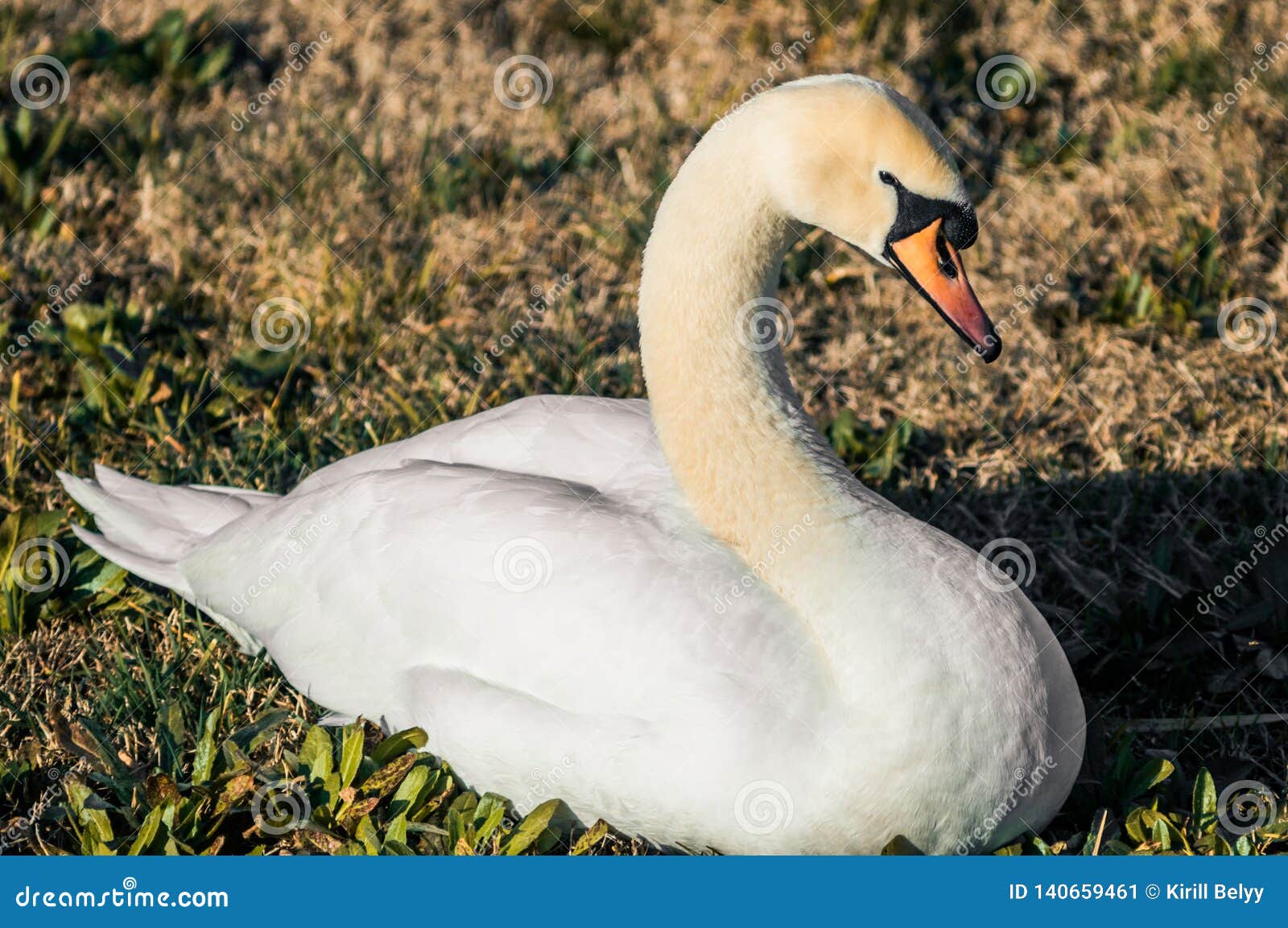 Swan resting in the park stock image. Image of fowl - 140659461