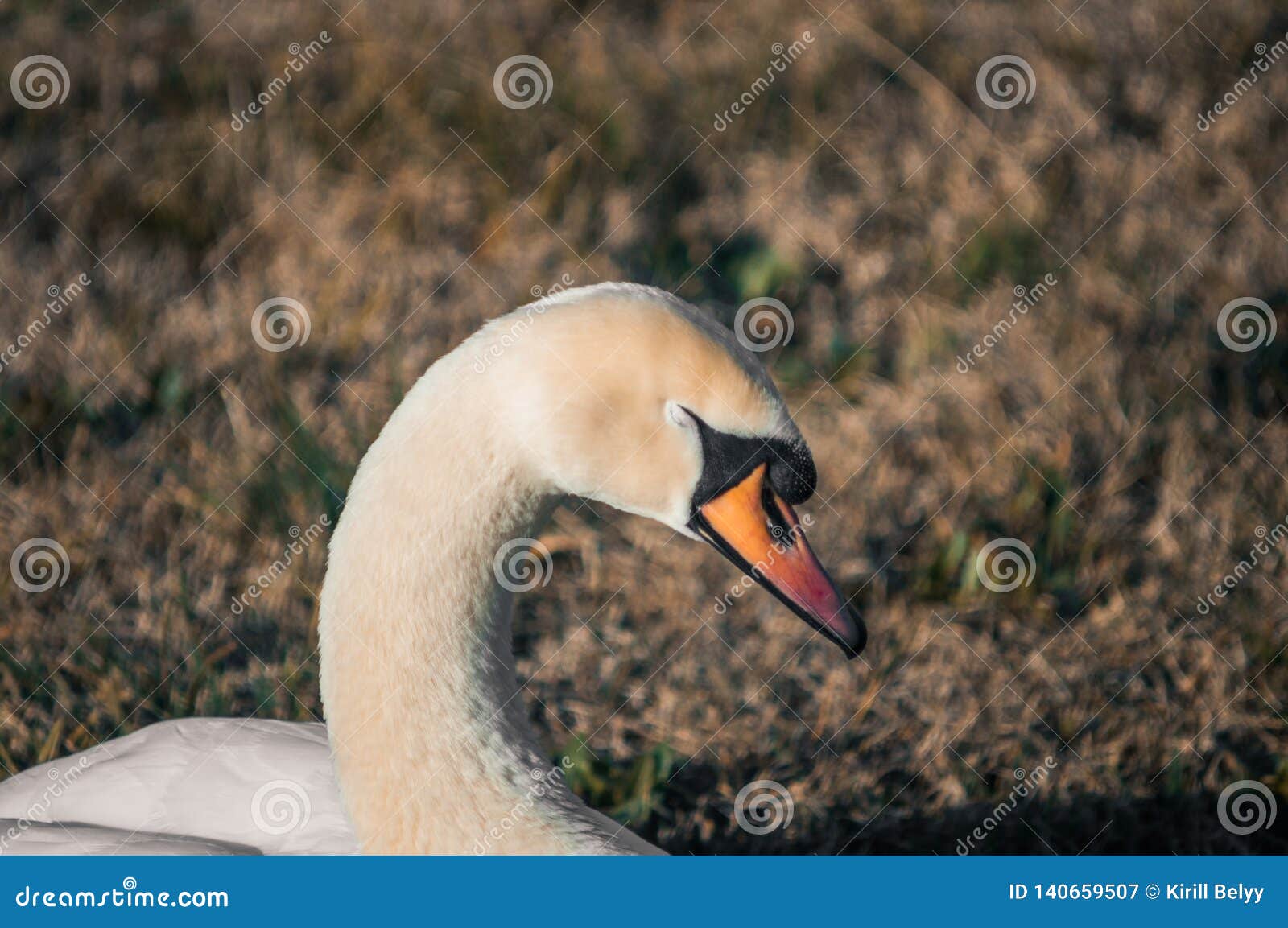 Swan resting in the park stock image. Image of neck - 140659507