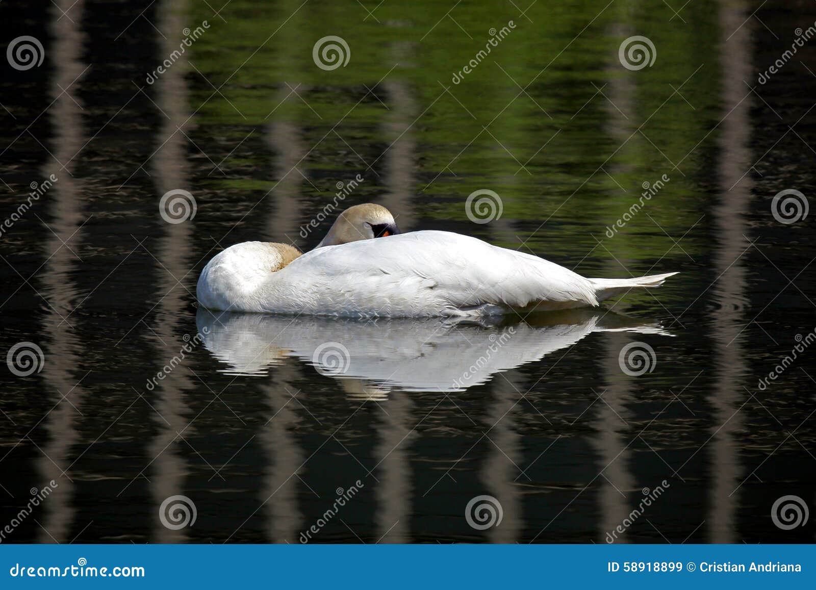 Swan resting in a pond stock image. Image of identity - 58918899