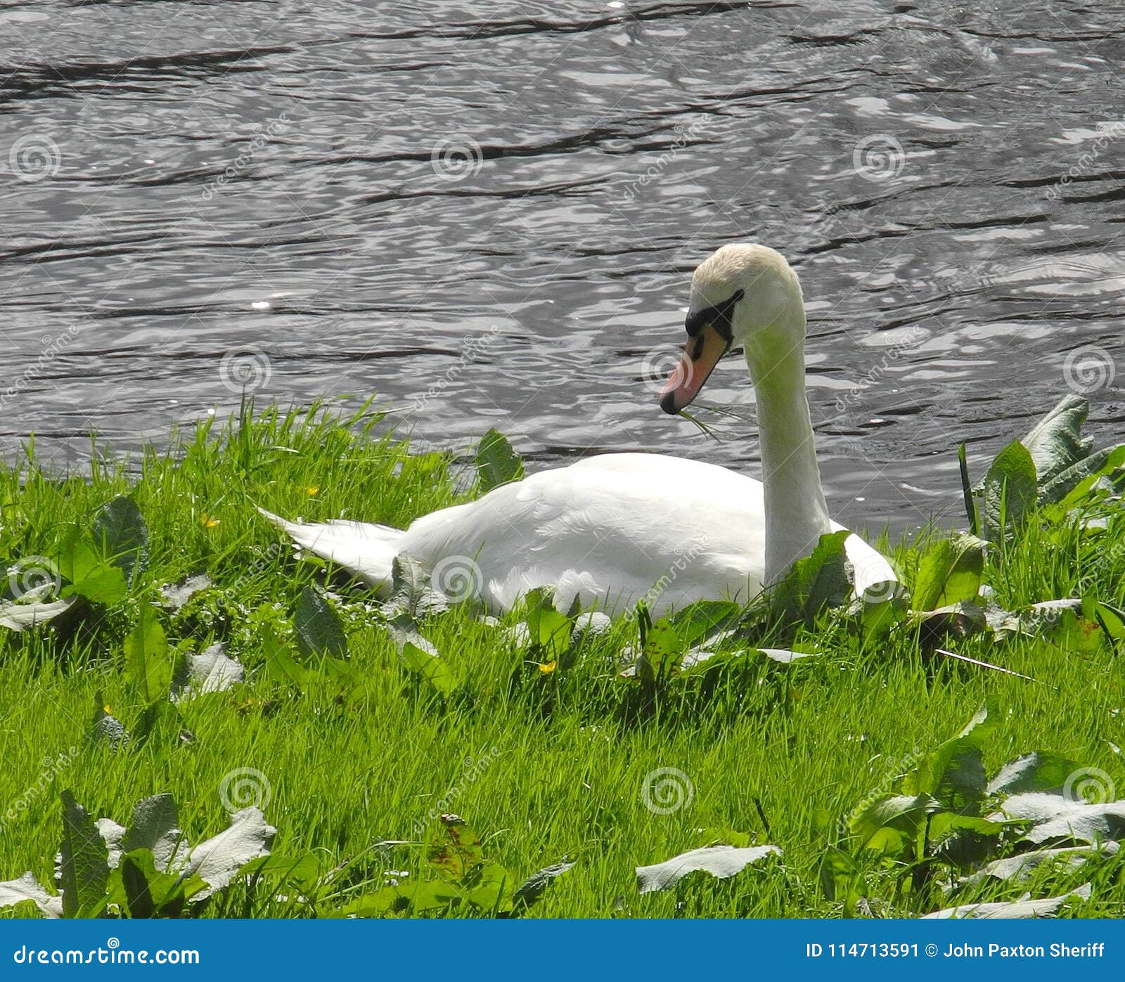 Swan, Resting, Riverbank, Sunny Day. Stock Image - Image of graceful ...
