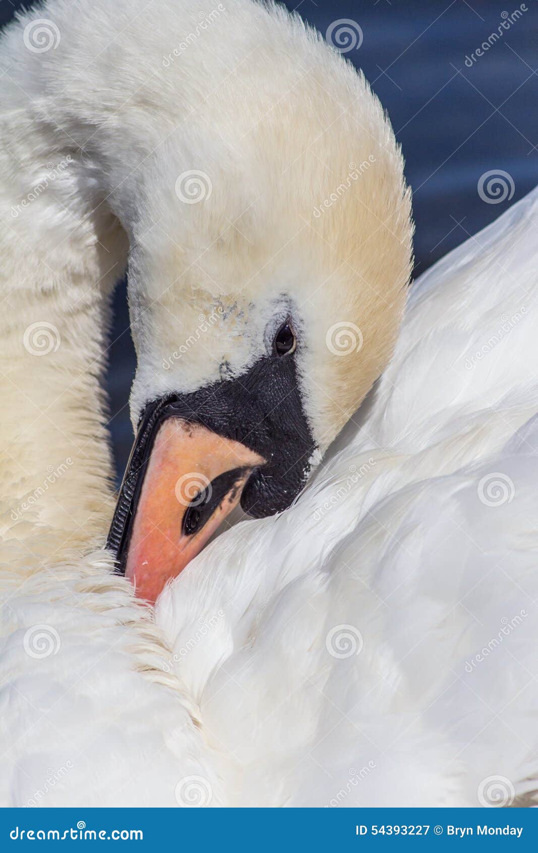 Swan Resting stock image. Image of beak, head, water - 54393227