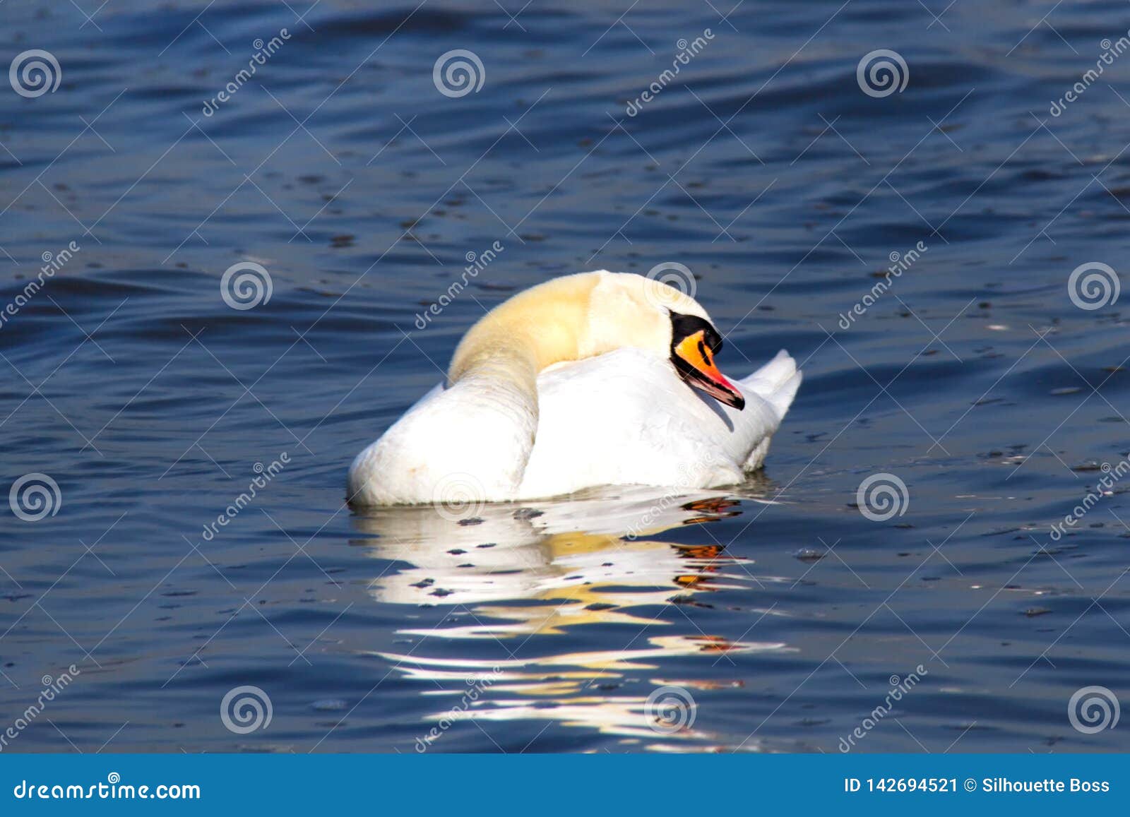 A Swan Resting and Sleeping on the Water with Open Beak Stock Image ...