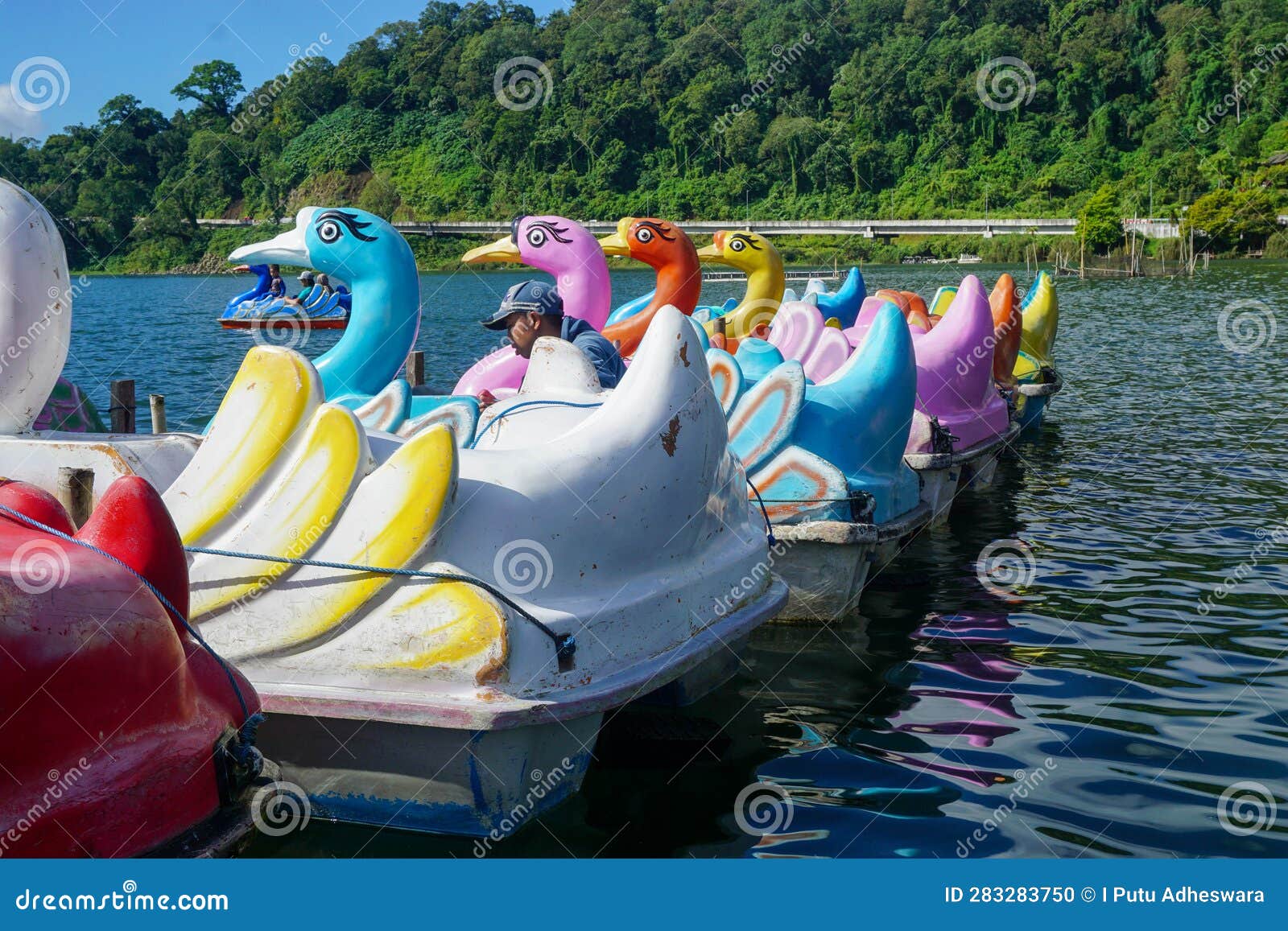 Swan ride on the lake stock photo. Image of beauty, ride - 283283750