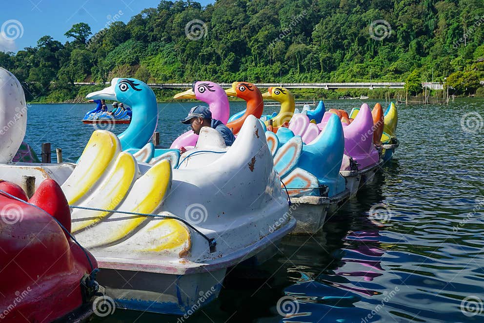 Swan ride on the lake stock photo. Image of beauty, ride - 283283750