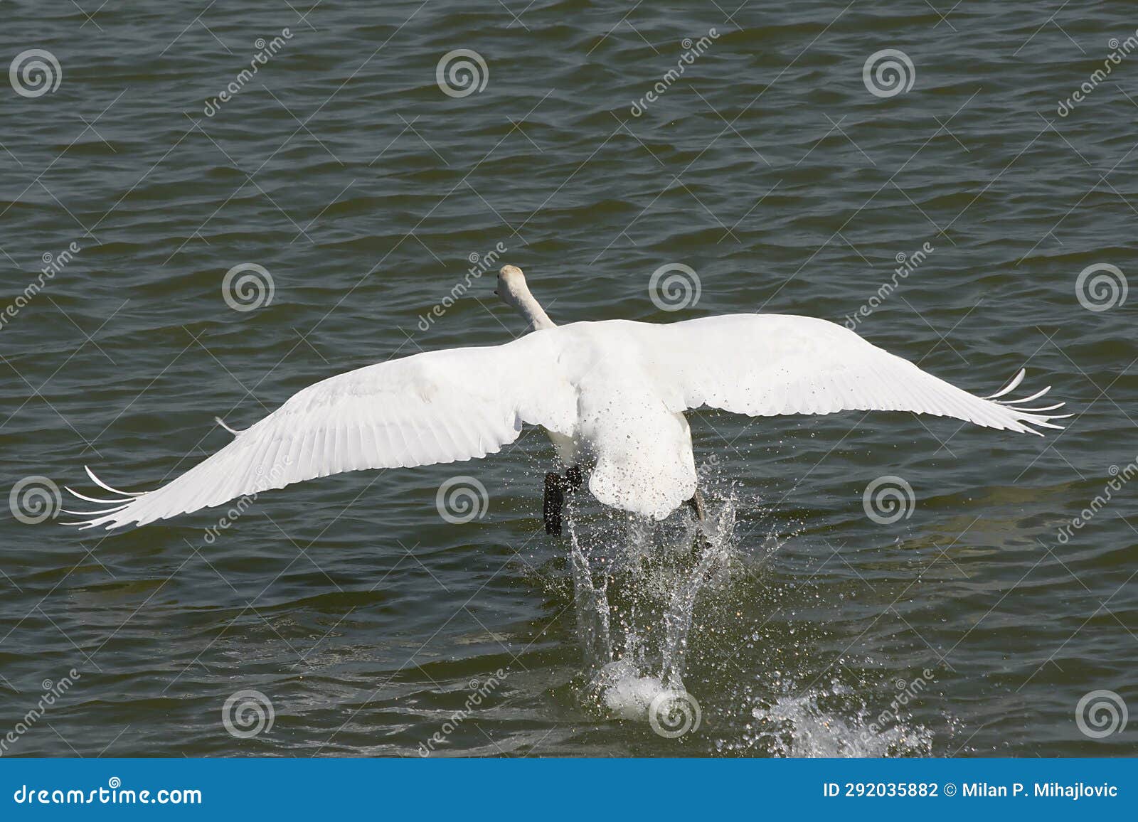 Swan-3 stock photo. Image of water, nature, swan, wildlife - 292035882