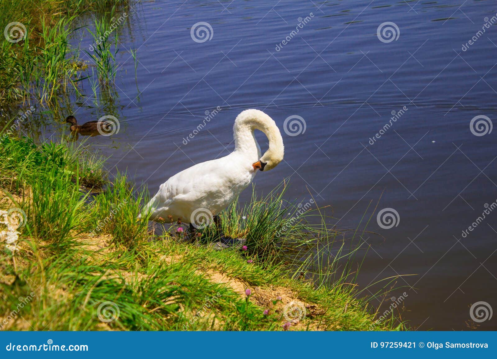 A Swan on the River Bank. Background Stock Image - Image of nature ...