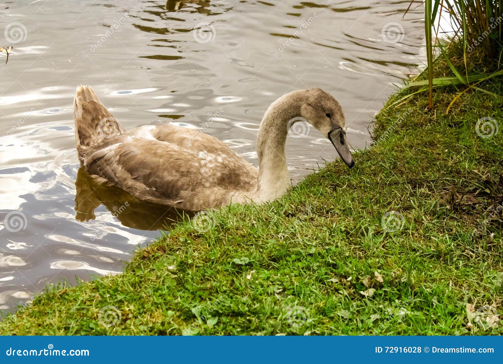 A swan by the river bank stock photo. Image of birds - 72916028