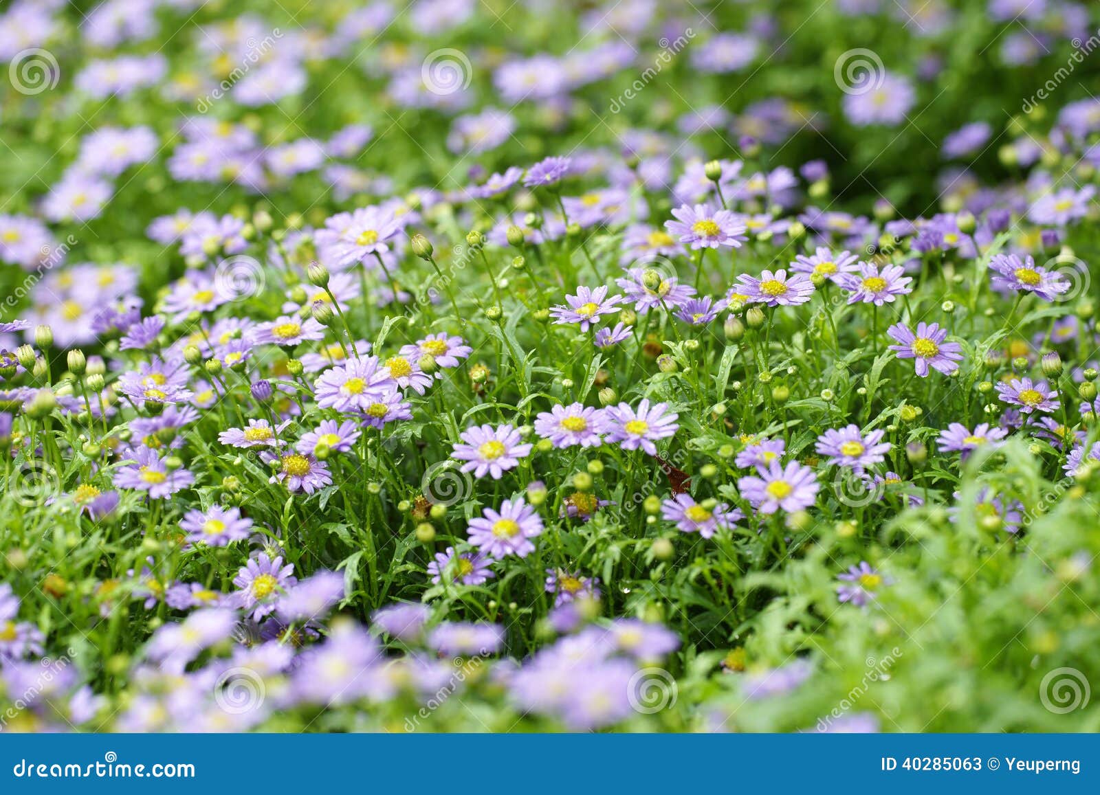 Swan River Daisy. stock image. Image of petals, perth - 40285063