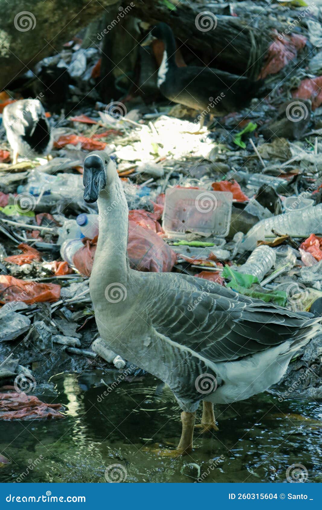 A Swan is in a River Full of Garbage Stock Photo - Image of flower ...