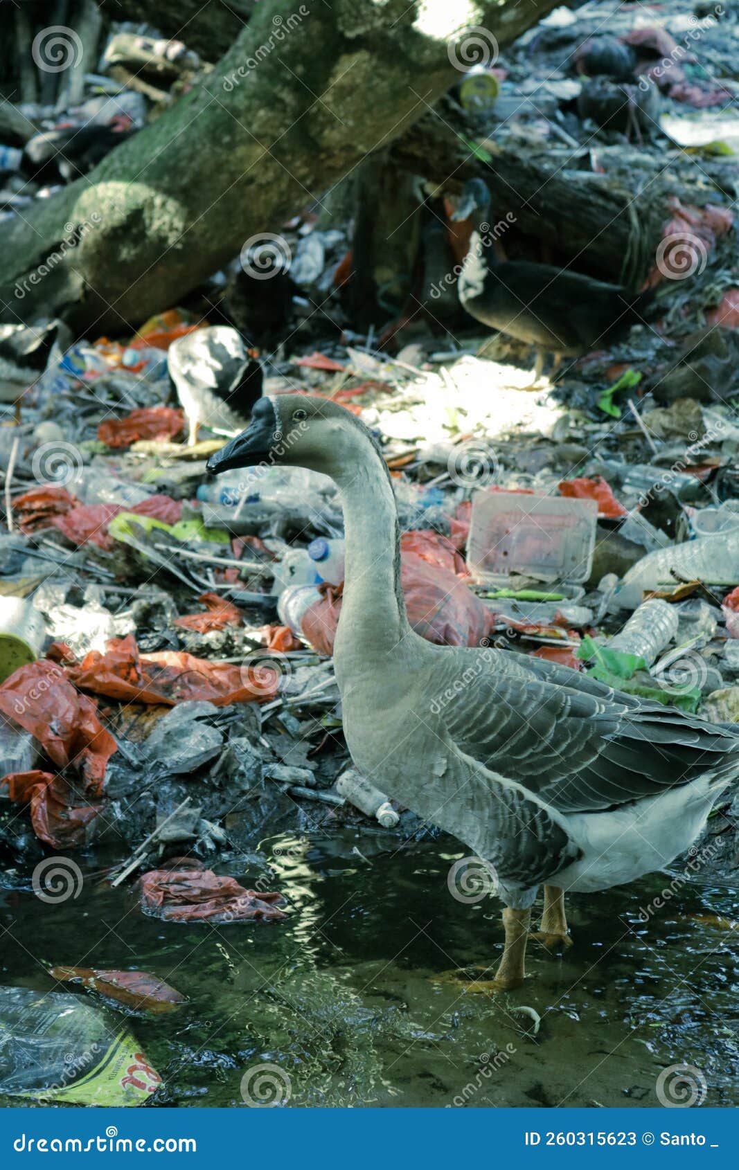 A Swan is in a River Full of Garbage Stock Image - Image of river ...