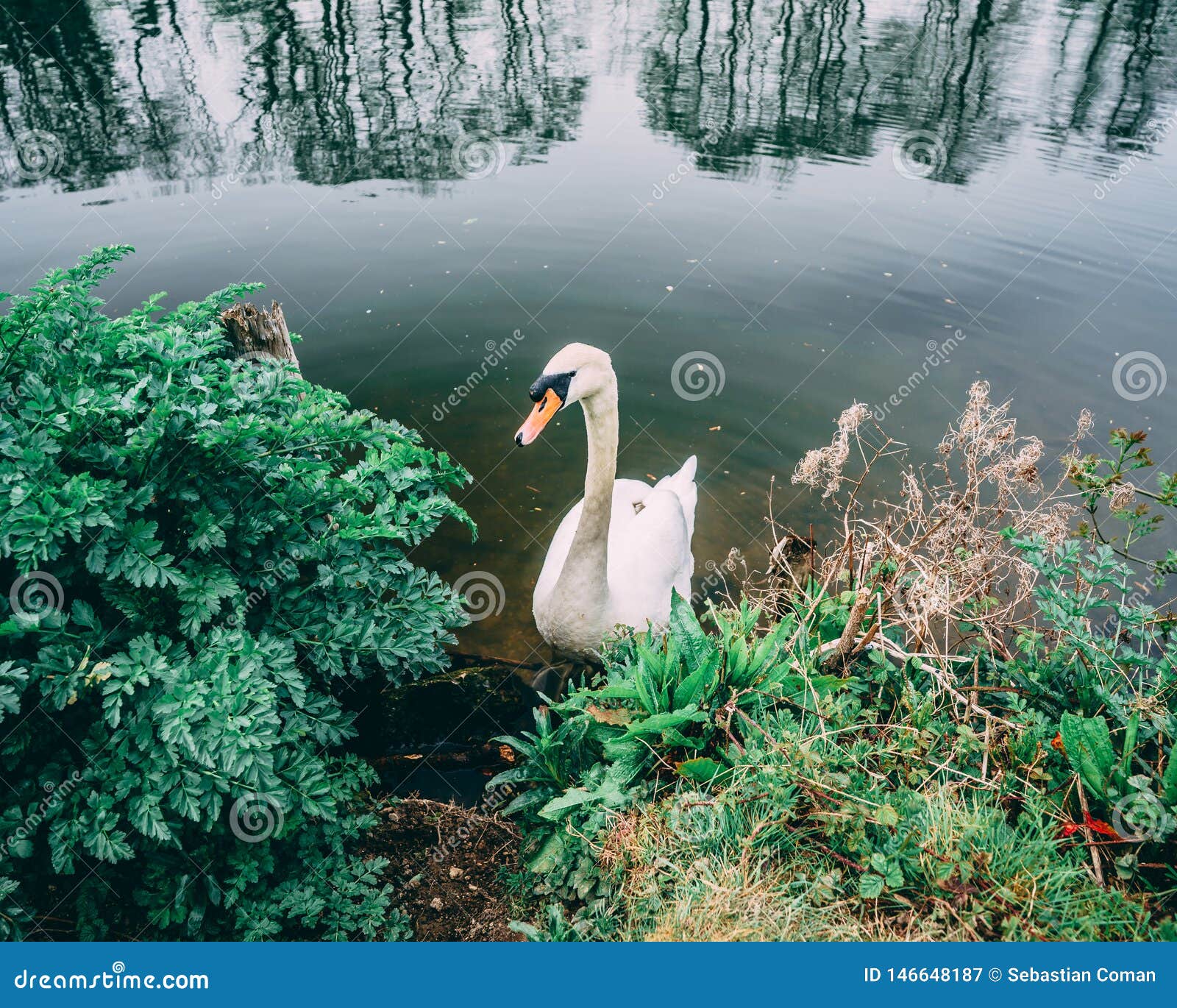 Swan in River Thames by Foliage on Bank Stock Image - Image of country ...