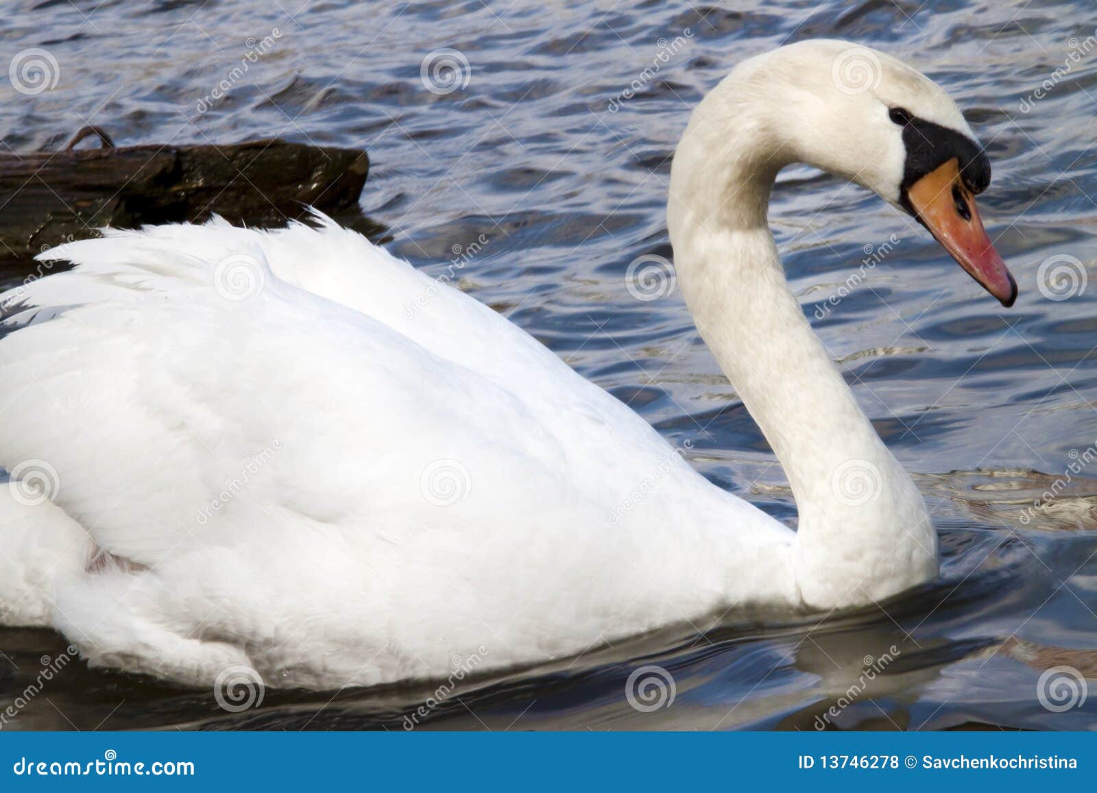 Swan In The River Vltava In Prague. Old Europe Stock Photo - Image of ...