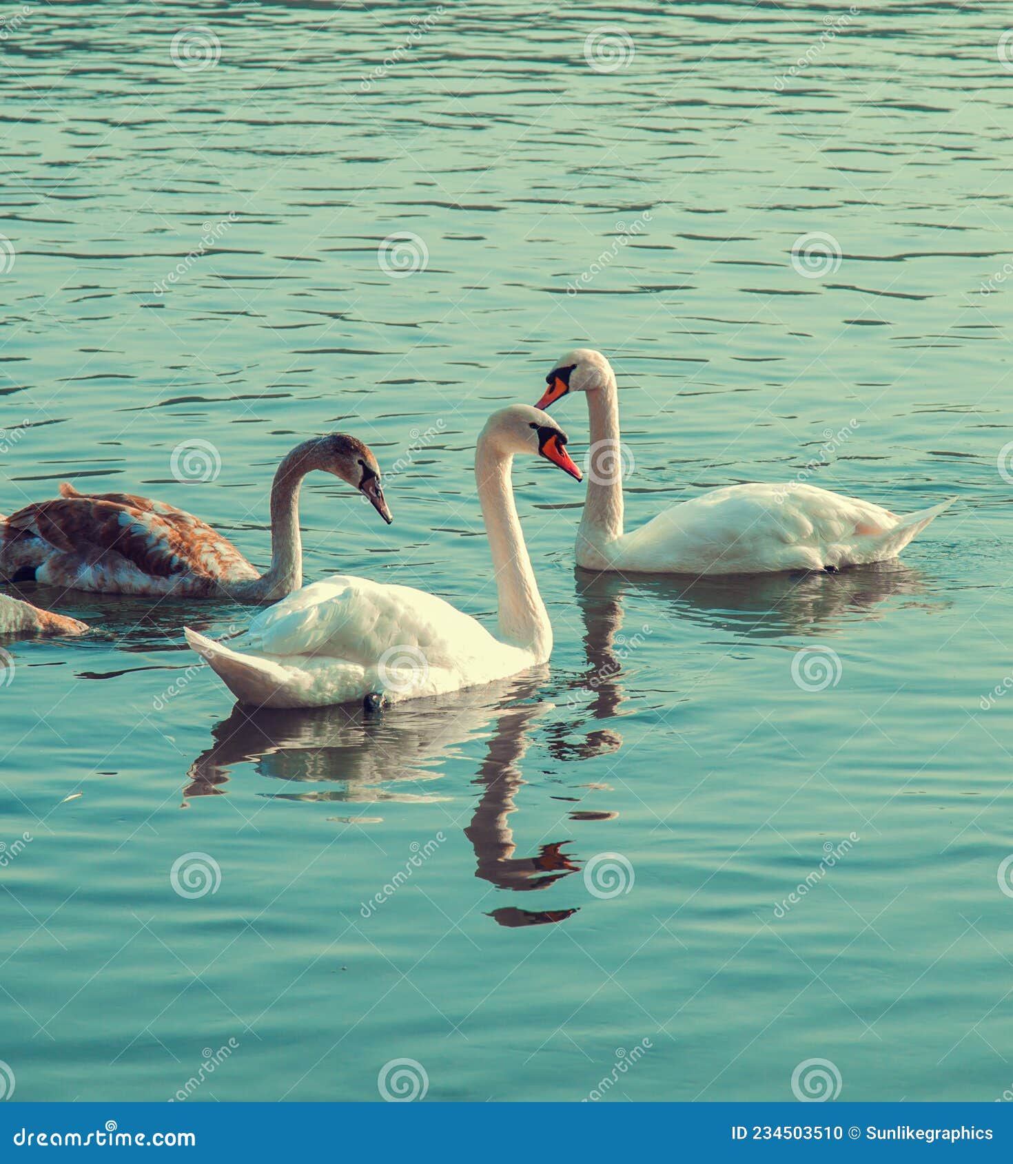 Swan on the River in the Warm Sunset Lighting Stock Photo - Image of ...