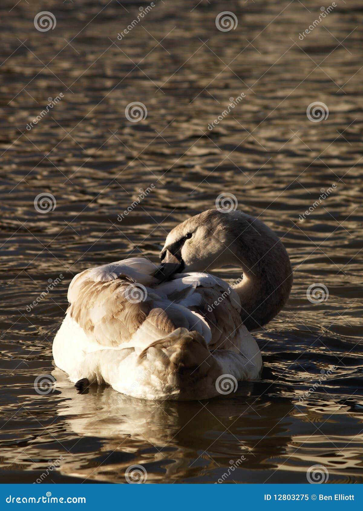 A swan ruffling feathers stock image. Image of river - 12803275