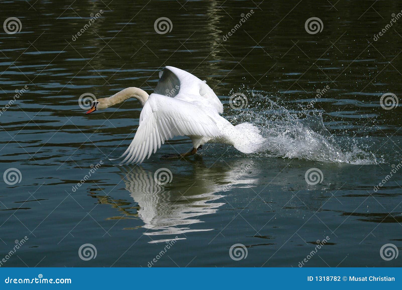Swan running on water stock photo. Image of beak, splash - 1318782