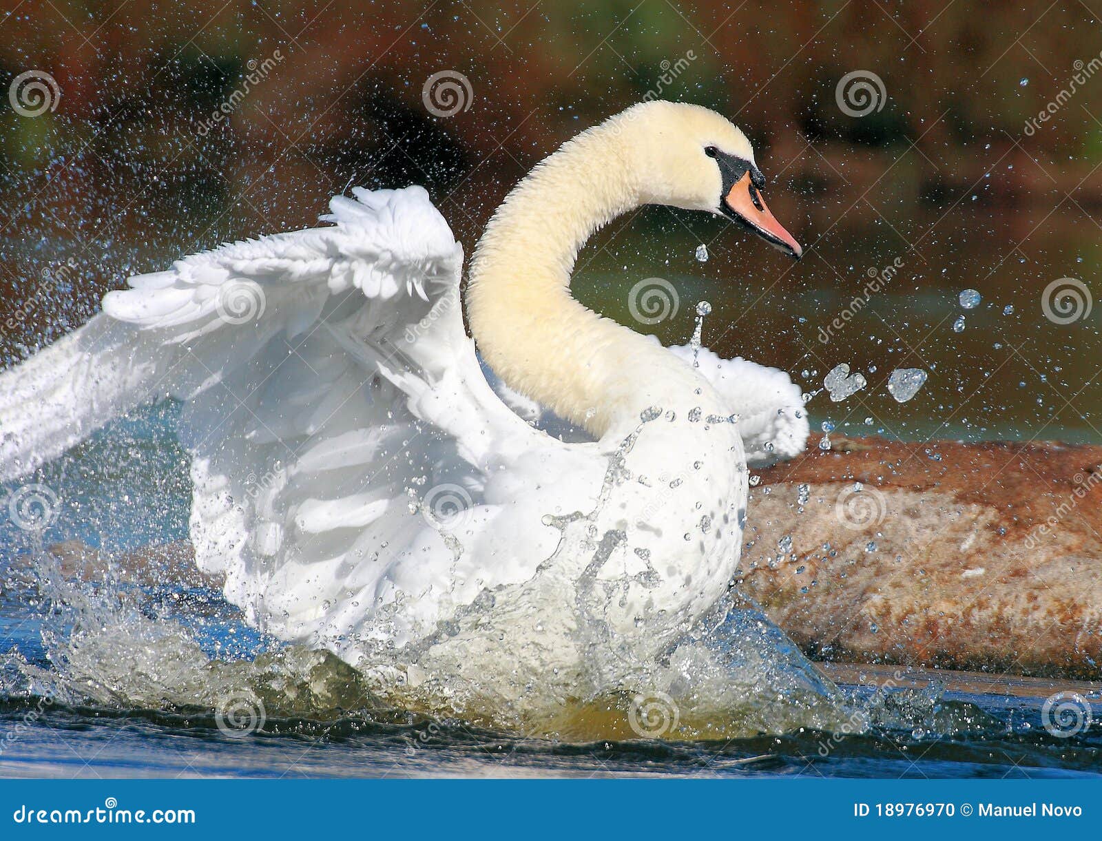 The Swan s Bath stock photo. Image of white, fresh, cygnus - 18976970