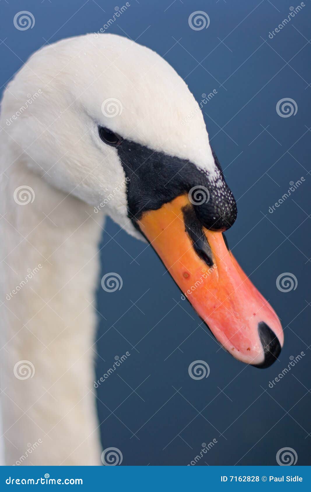 Swan s Beak stock photo. Image of beak, neck, mute, water - 7162828