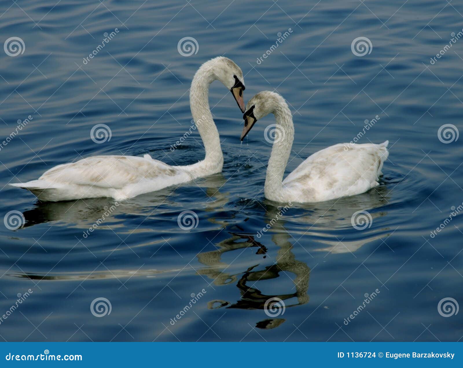 Swan s dance stock photo. Image of reflection, crimea - 1136724