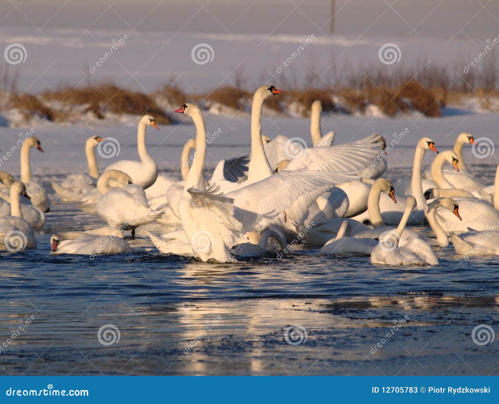Swan s dance stock image. Image of love, beak, outdoors - 12705783