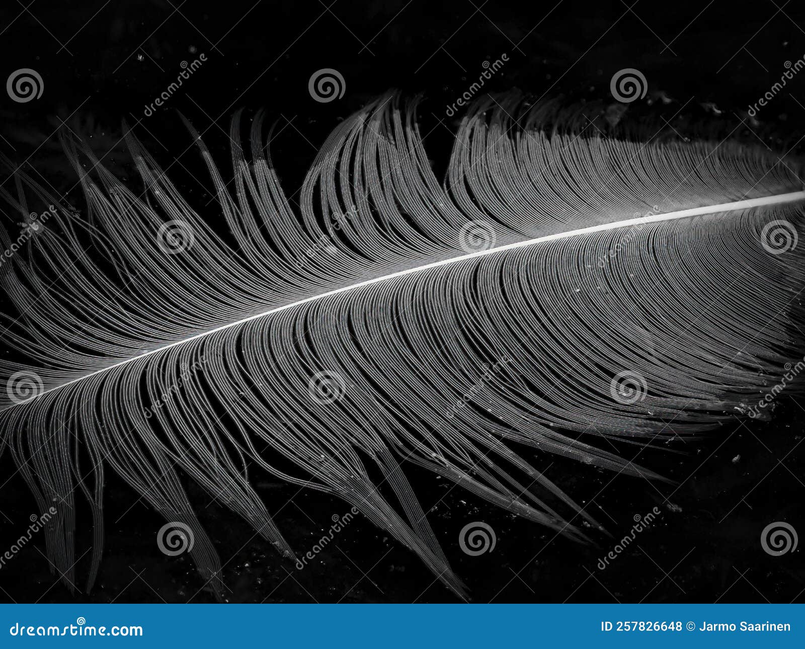 A Swan S Feather Floats in Dark Water Stock Photo - Image of floating ...