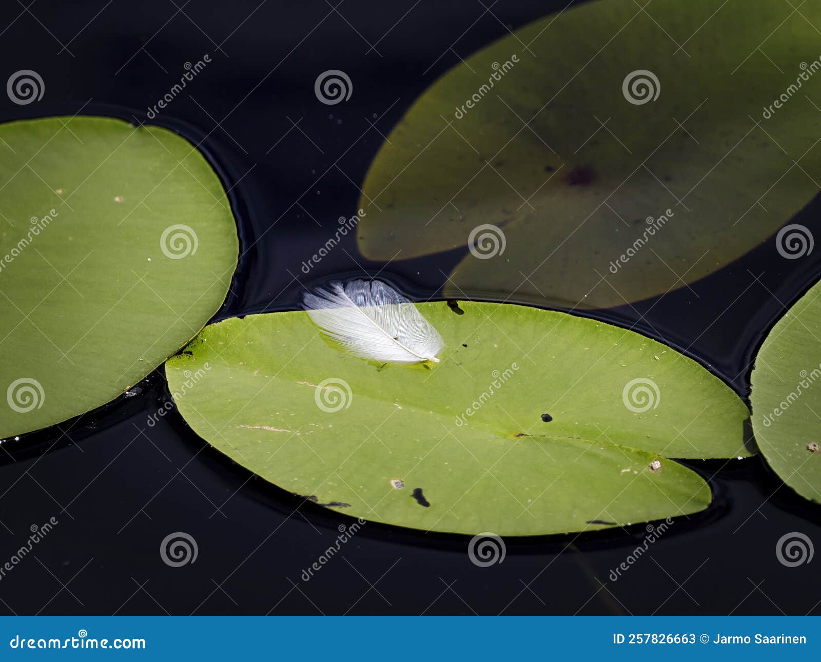 Sea Lily Feather Star Crinoidea Stock Photography | CartoonDealer.com ...
