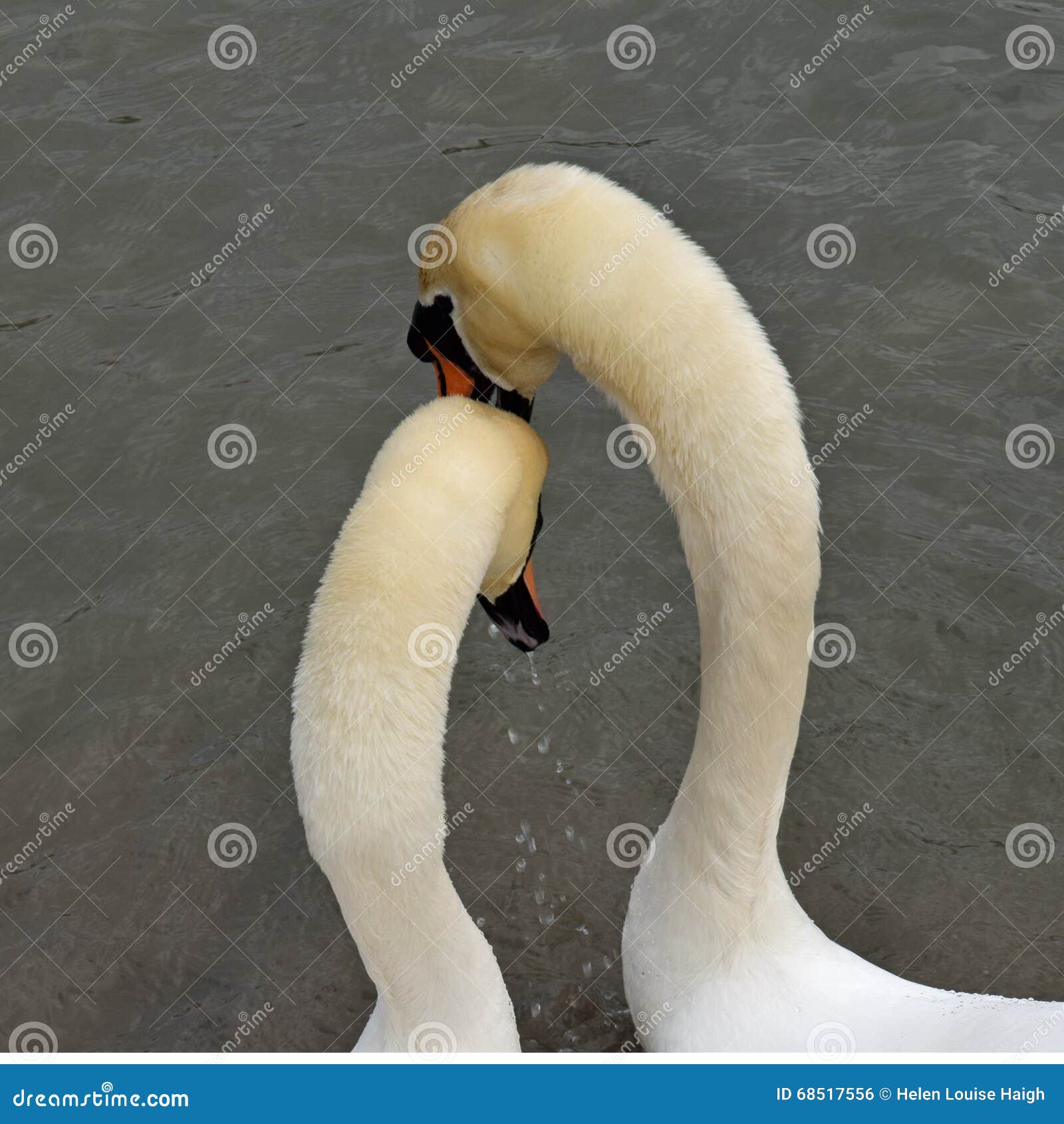 Swan s mating ritual stock photo. Image of pushed, courtship - 68517556