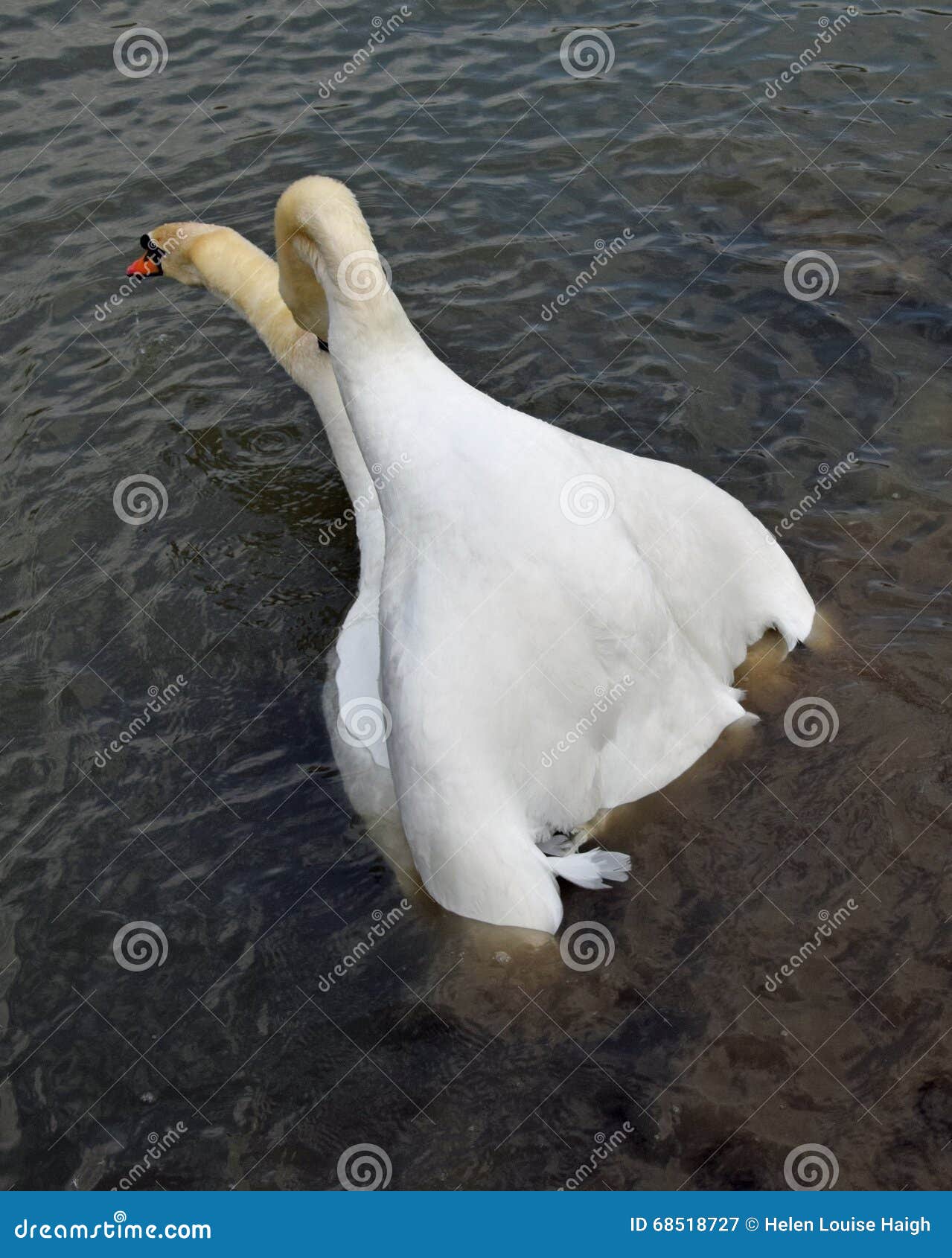 Swan s mating ritual stock image. Image of back, heart - 68518727