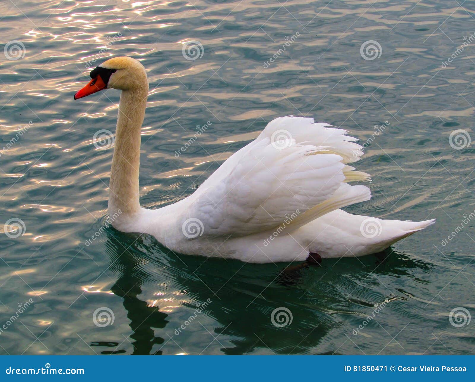 Swan stock image. Image of beautiful, friend, macro, lovely - 81850471