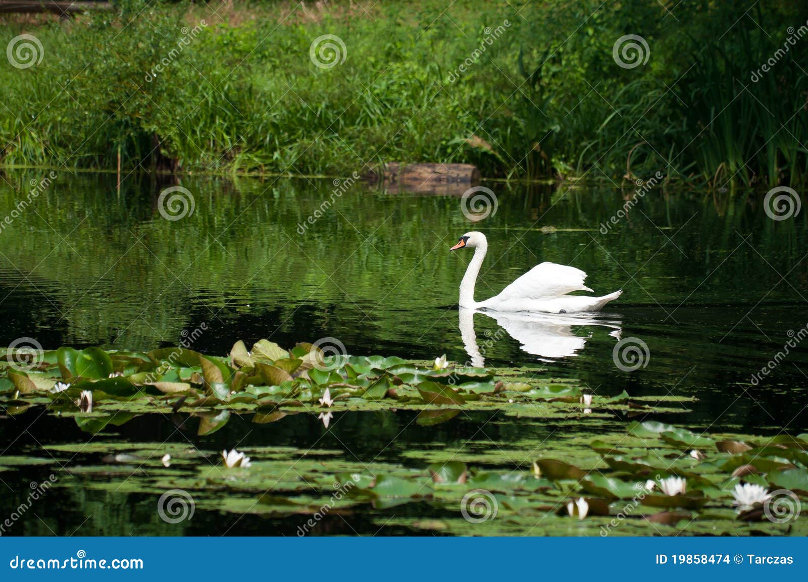 Swan Sailing on the Lake in a Forest Stock Photo - Image of nature ...
