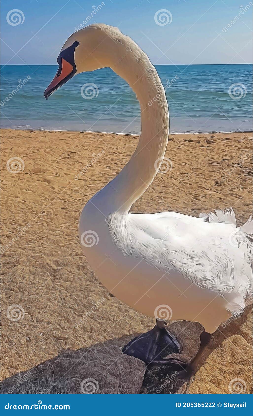 Swan on a sandy beach stock photo. Image of neck, bird - 205365222