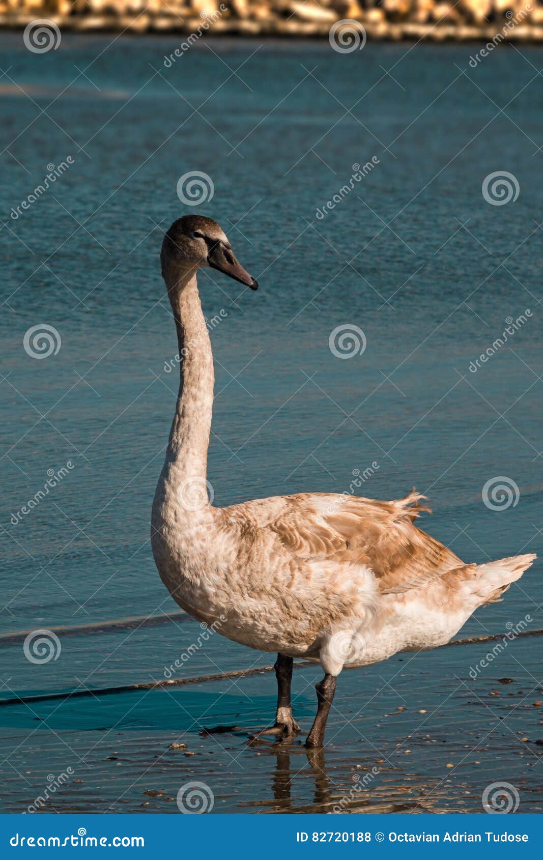 Swan Sea stock photo. Image of sand, swan, water, blacksea - 82720188