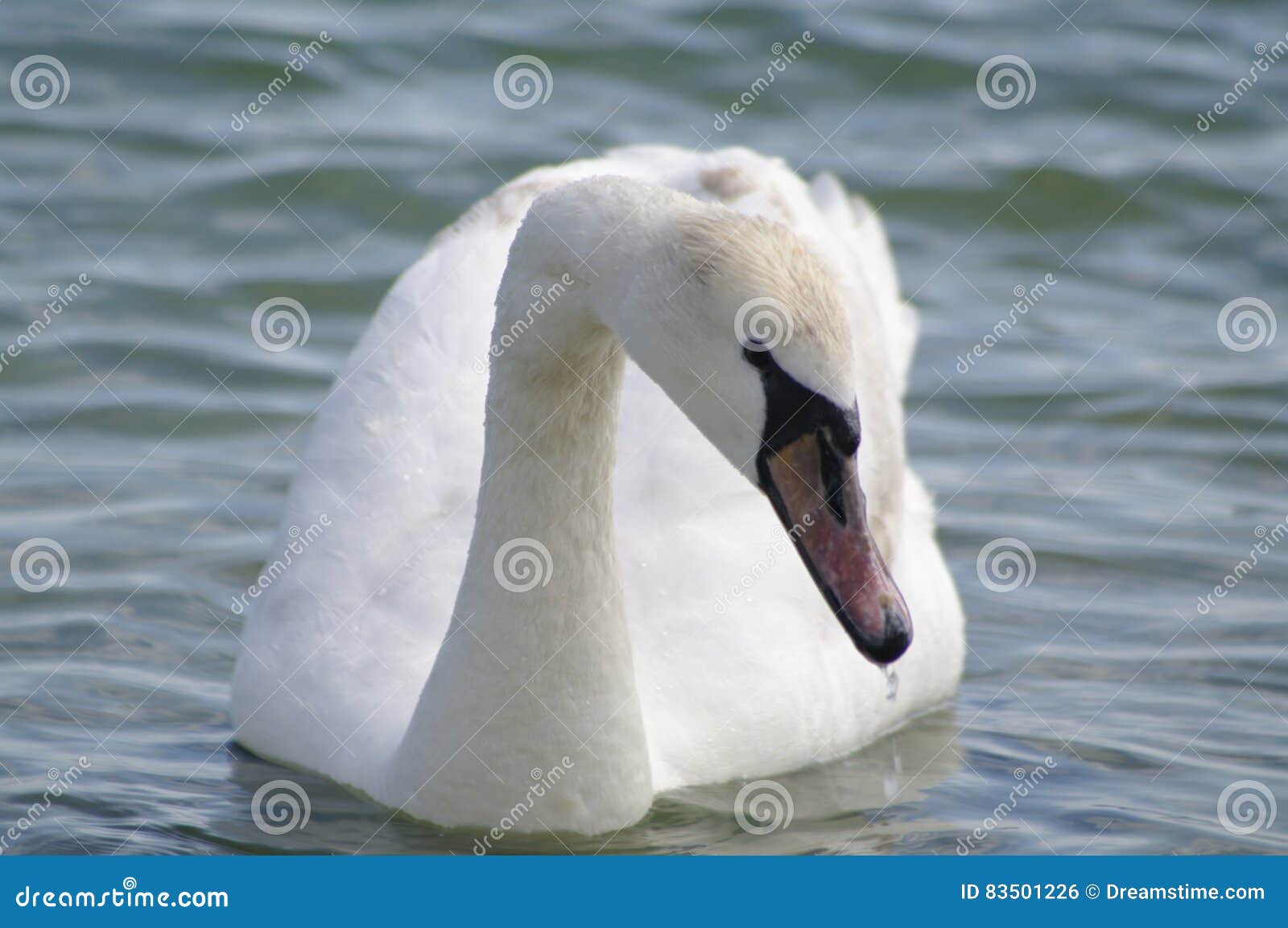 Swan in the sea stock photo. Image of floating, world - 83501226