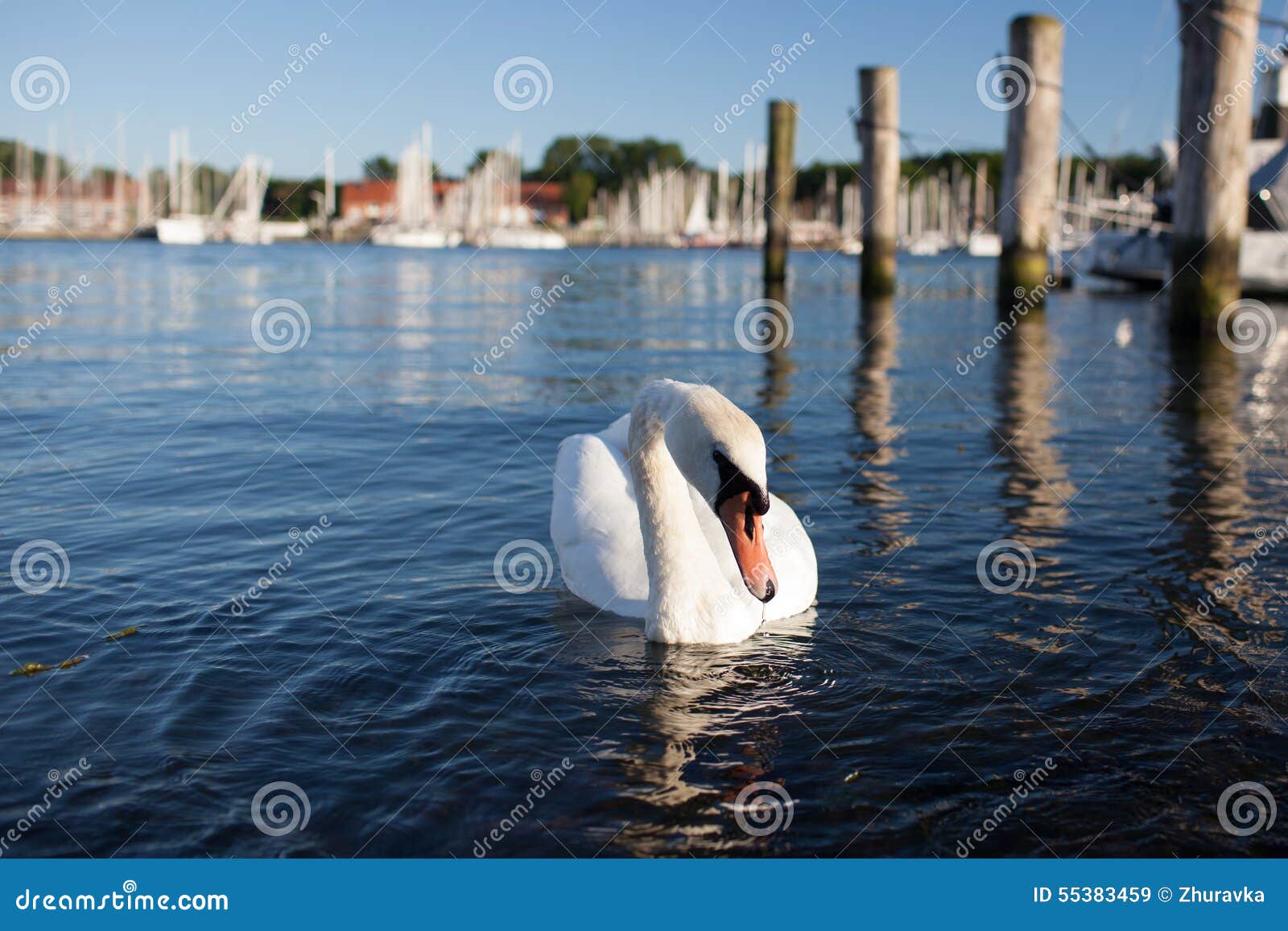 Swan in the sea stock image. Image of warm, blue, full - 55383459