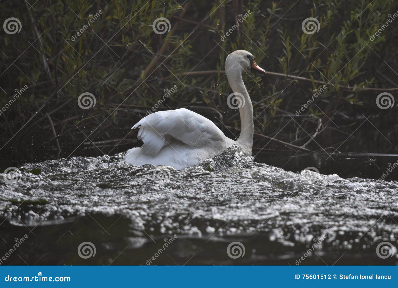 Swan stock photo. Image of animals, delta, majestic, animal - 75601512