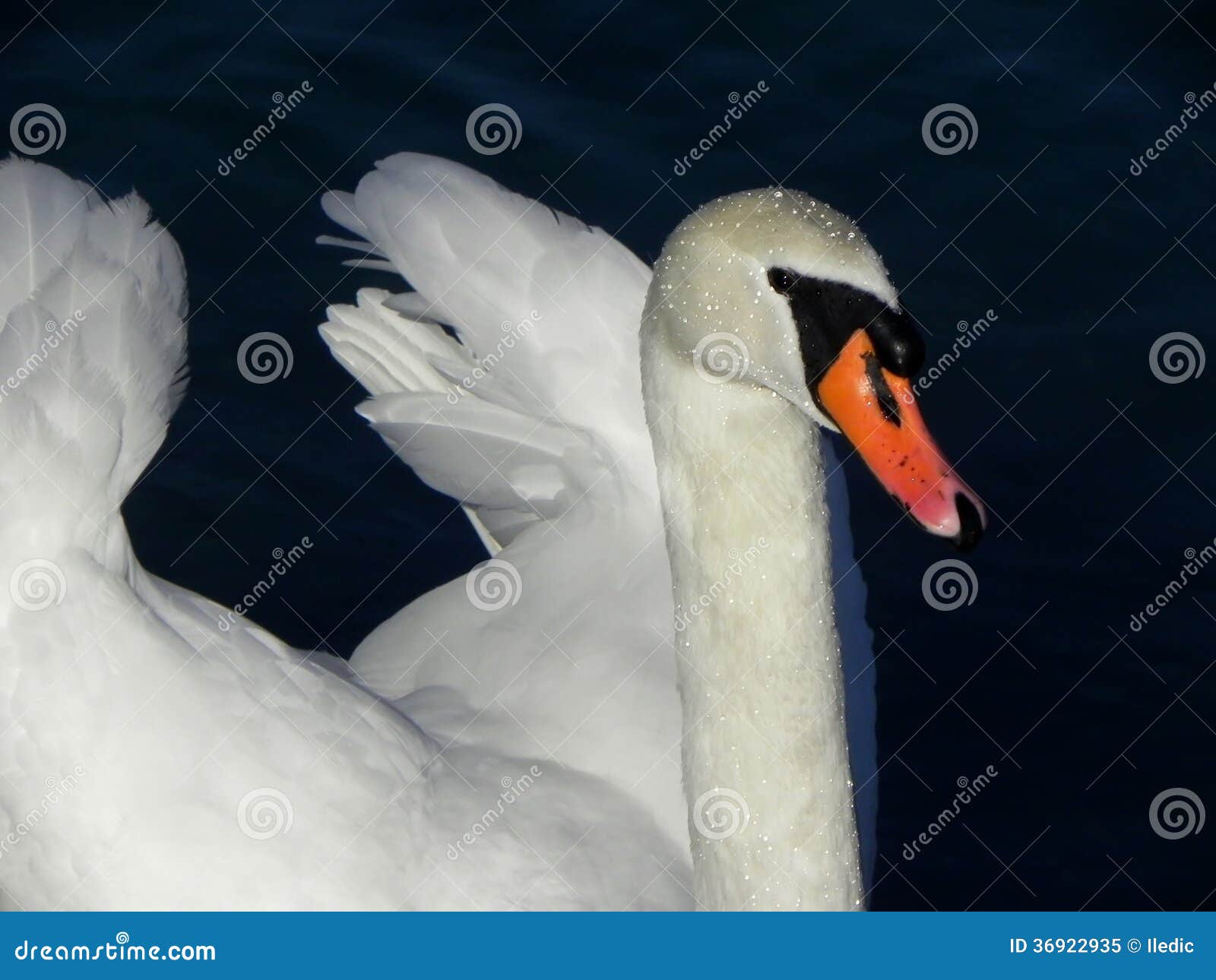 Swan shape stock image. Image of black, graceful, beautiful - 36922935