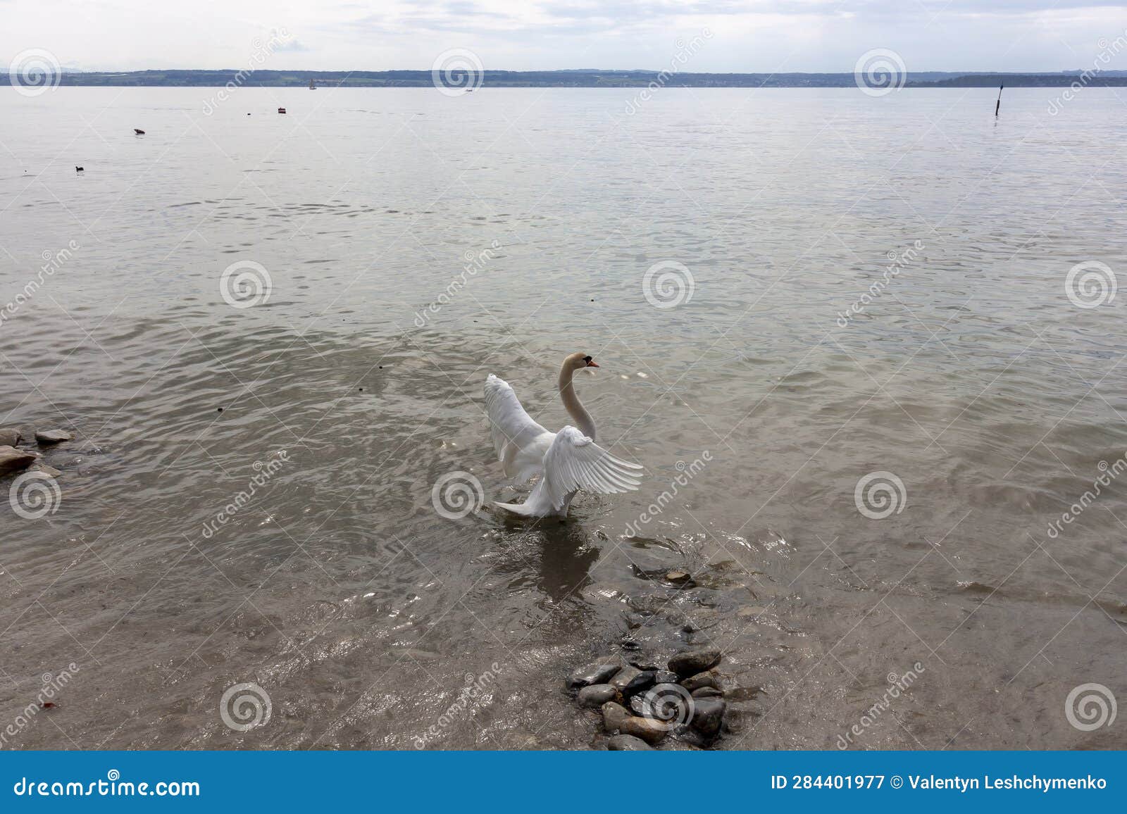 Swan on the Shore of Lake Constance Stock Image - Image of lake ...