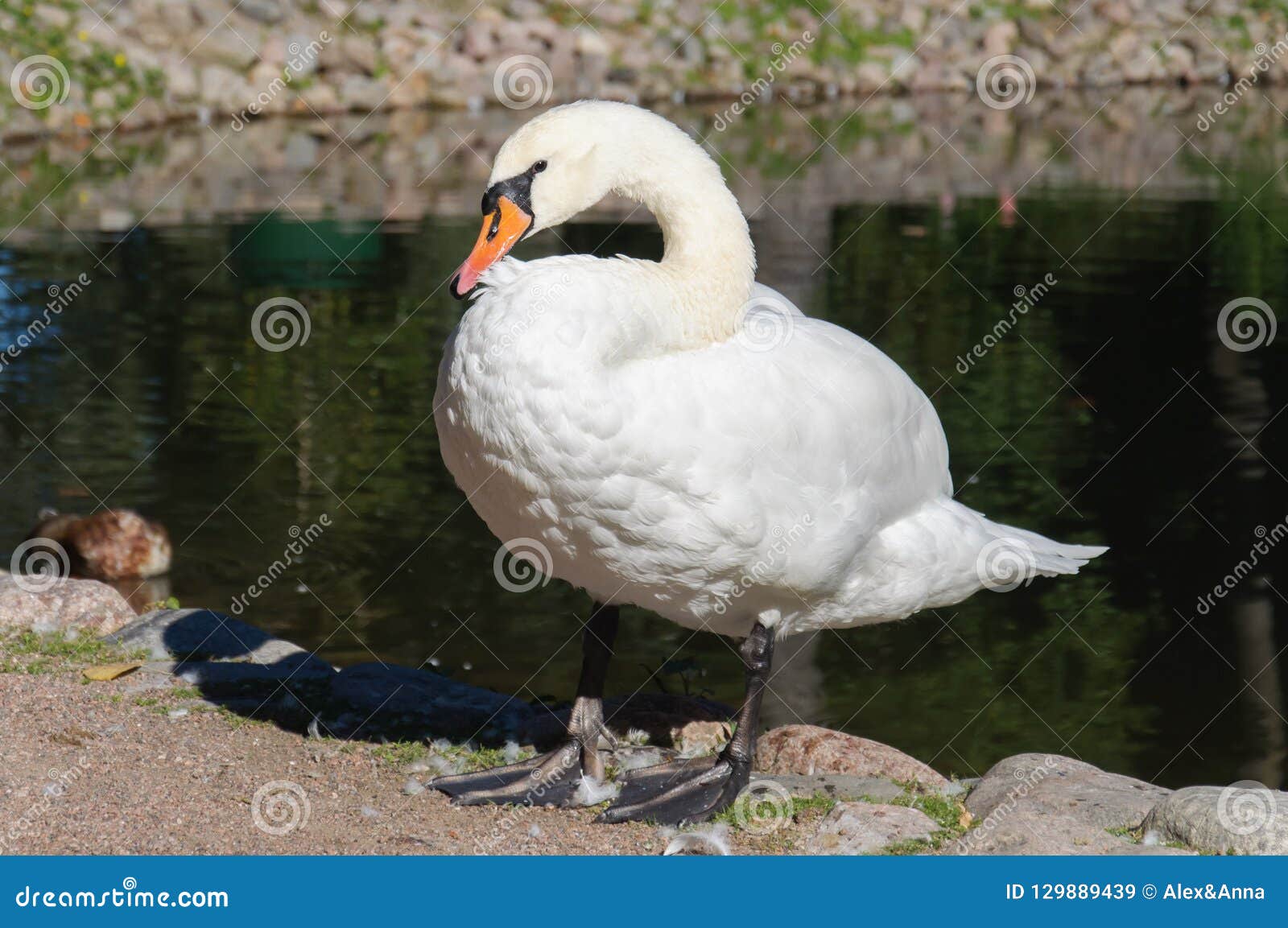 Swan on the Shore of the Pound Stock Image - Image of background, grace ...