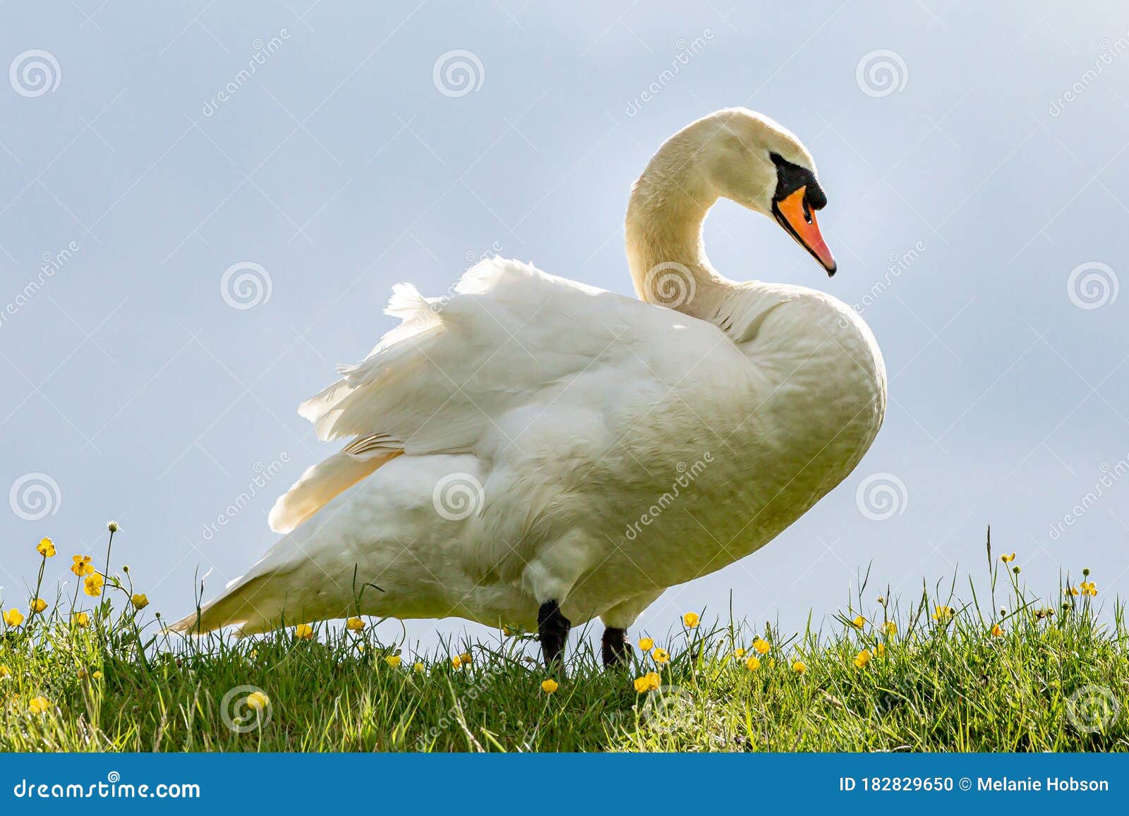 A Swan stock photo. Image of feathers, full, avian, birds - 182829650