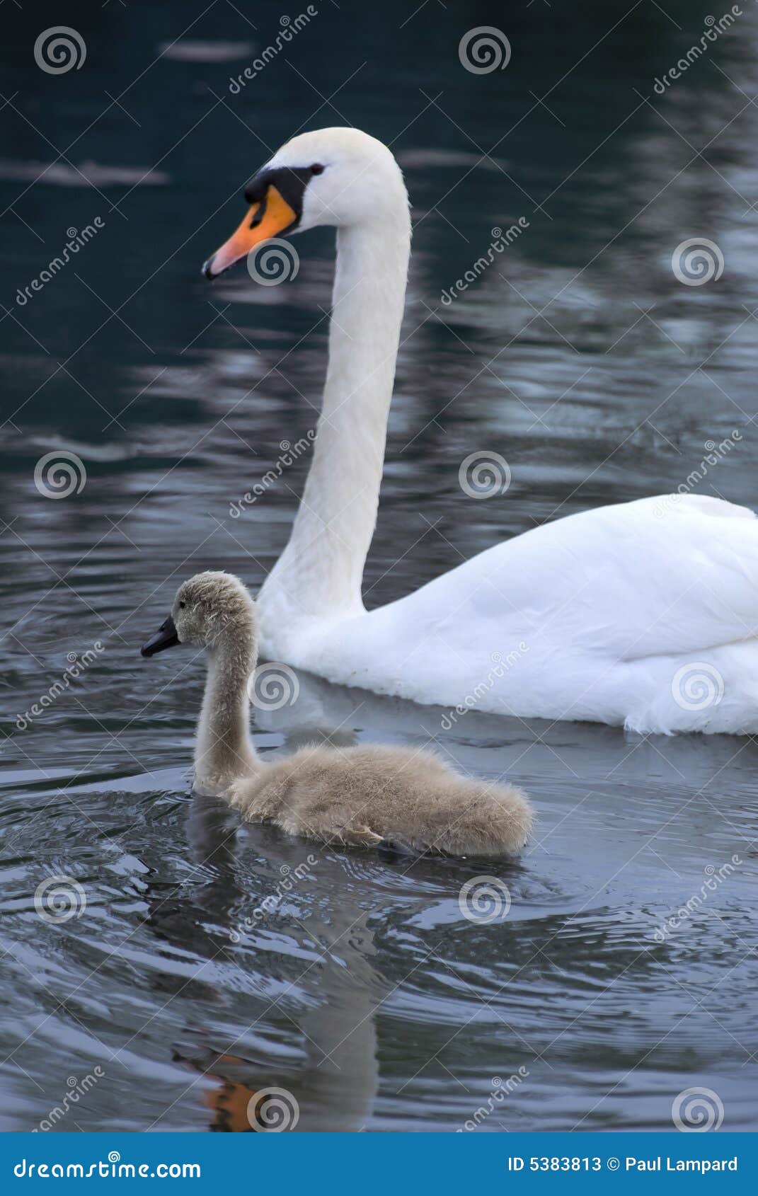 Swan and signet stock image. Image of blue, reflection - 5383813