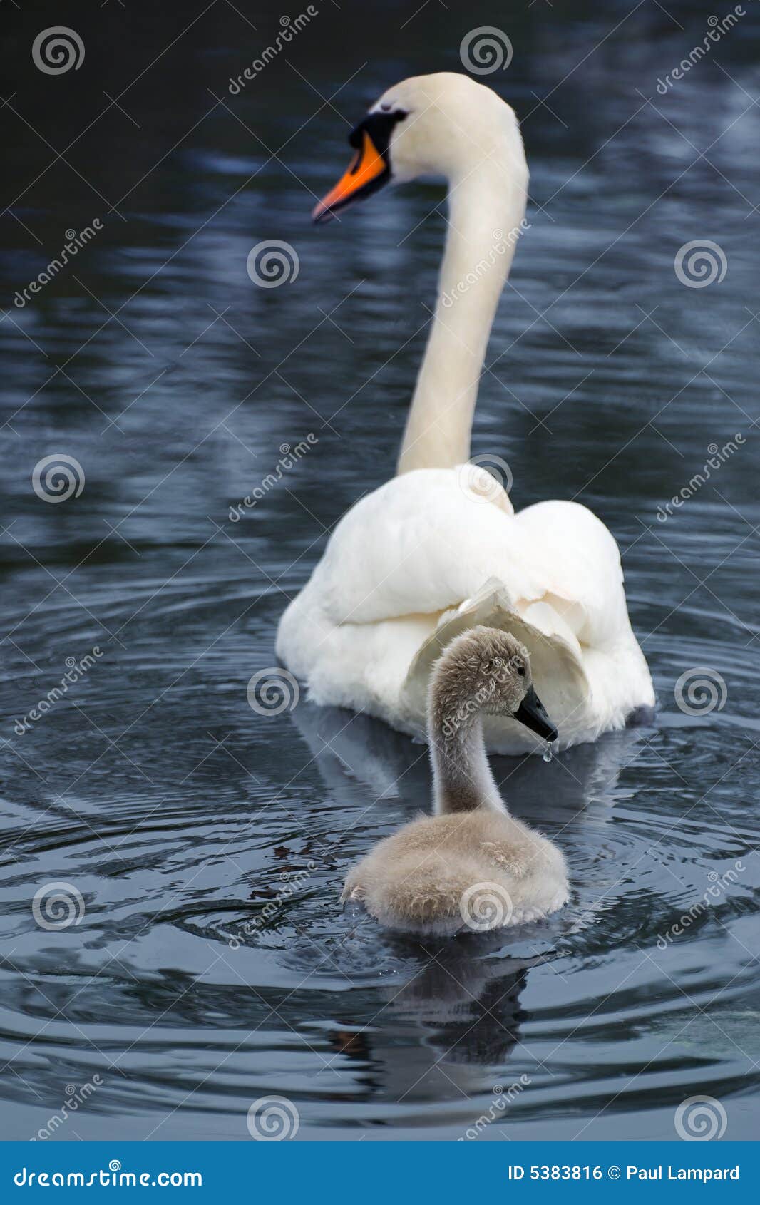 Swan and signet stock photo. Image of family, feathers - 5383816