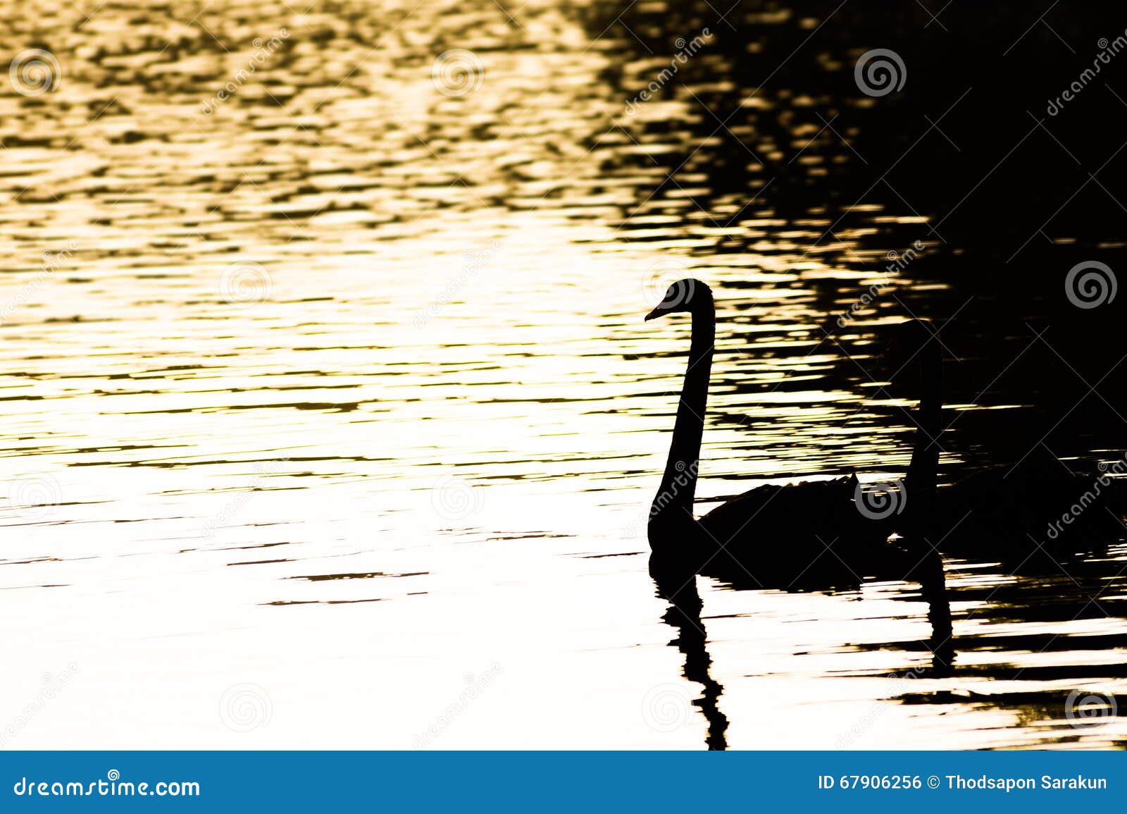 Swan Silhouette Stock Photography | CartoonDealer.com #67906256