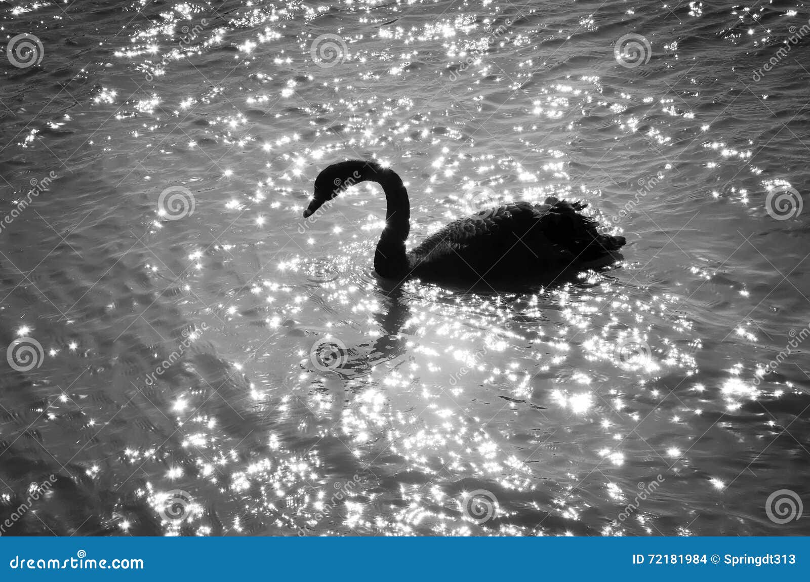 Swan silhouette stock photo. Image of isolated, glittering - 72181984
