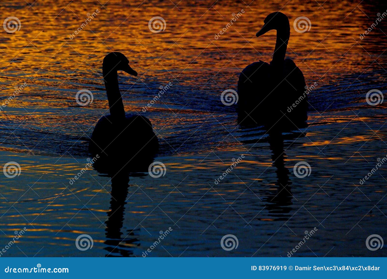 Swan silhouette stock image. Image of water, silhouette - 83976919