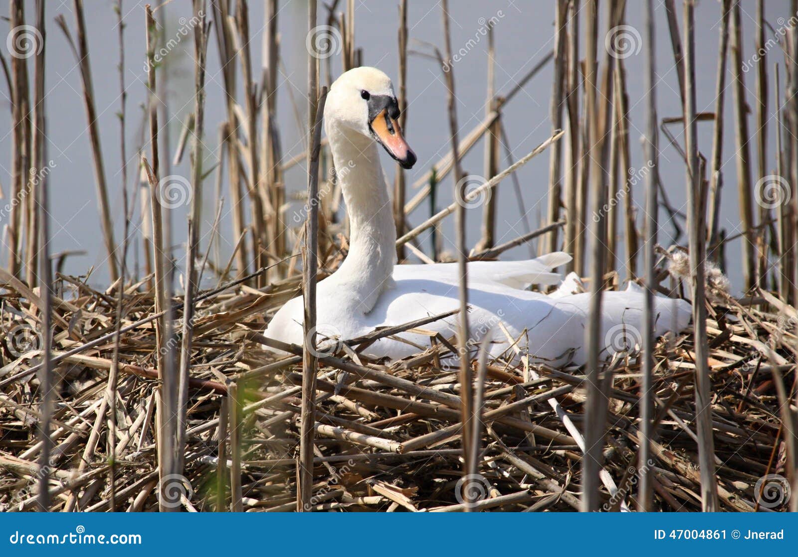 Swan sitting on the nest stock image. Image of wings - 47004861