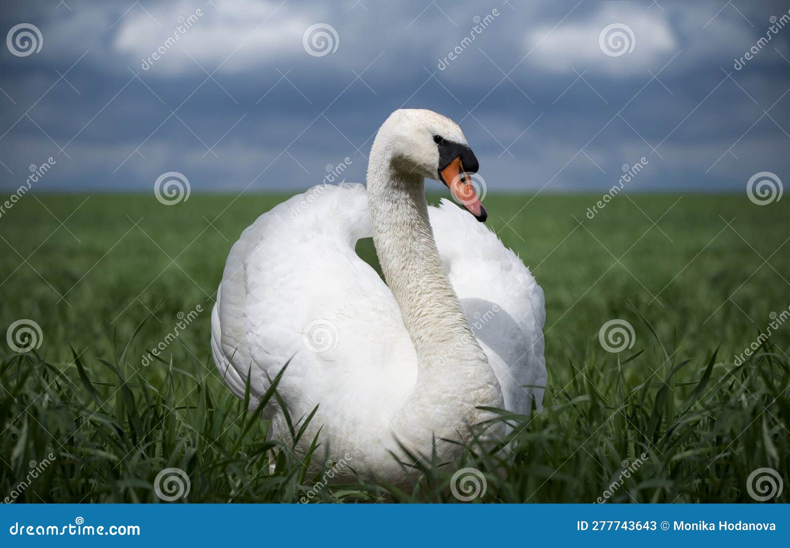A Swan Sitting on a Vast Meadow in the Grass. Wild Animal. Stock Image ...